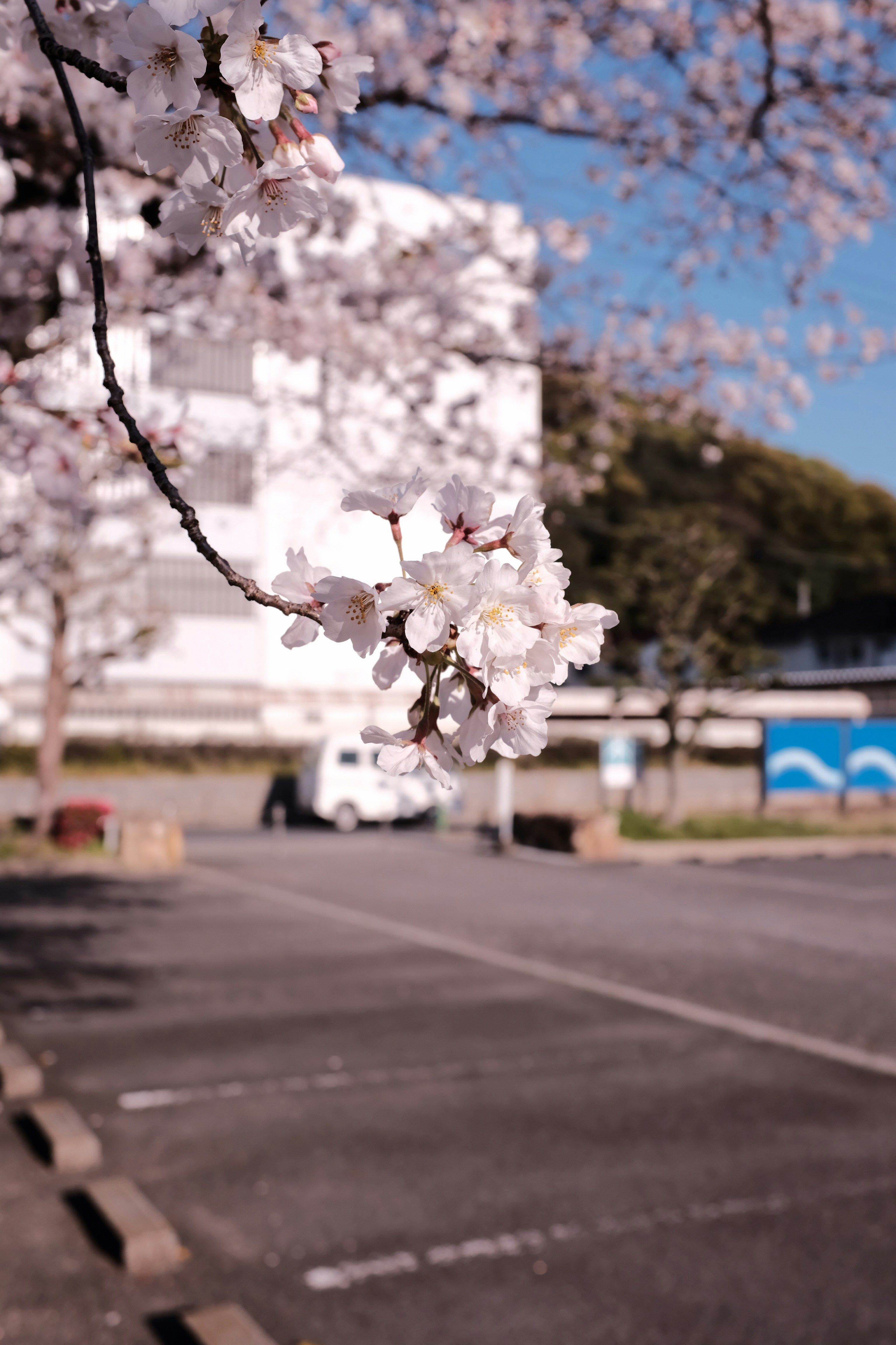 Blossoms in Focus, Parking Lot in Soft Blur