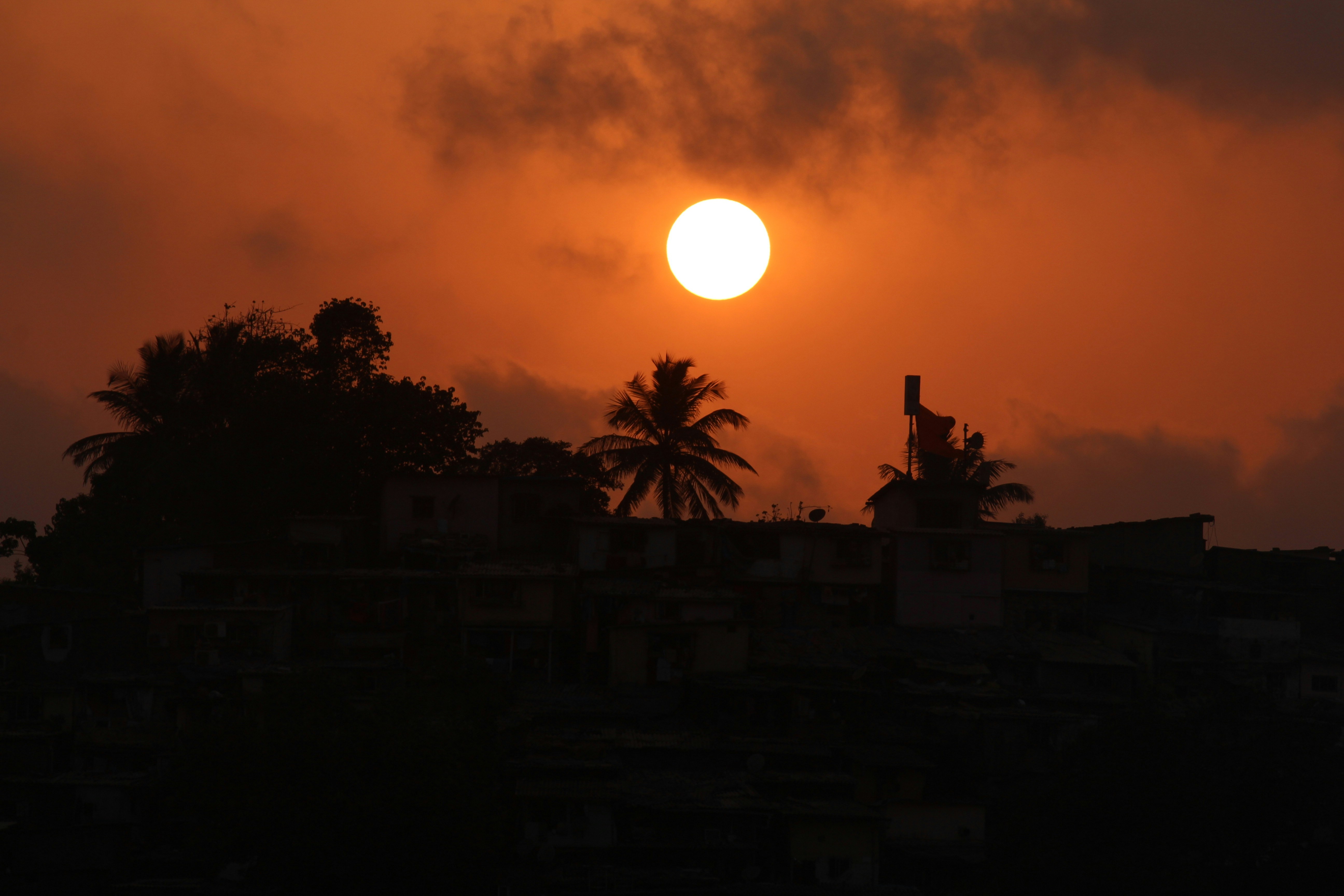 Crimson Sundown: Palm Silhouettes Framing a Quiet Horizon