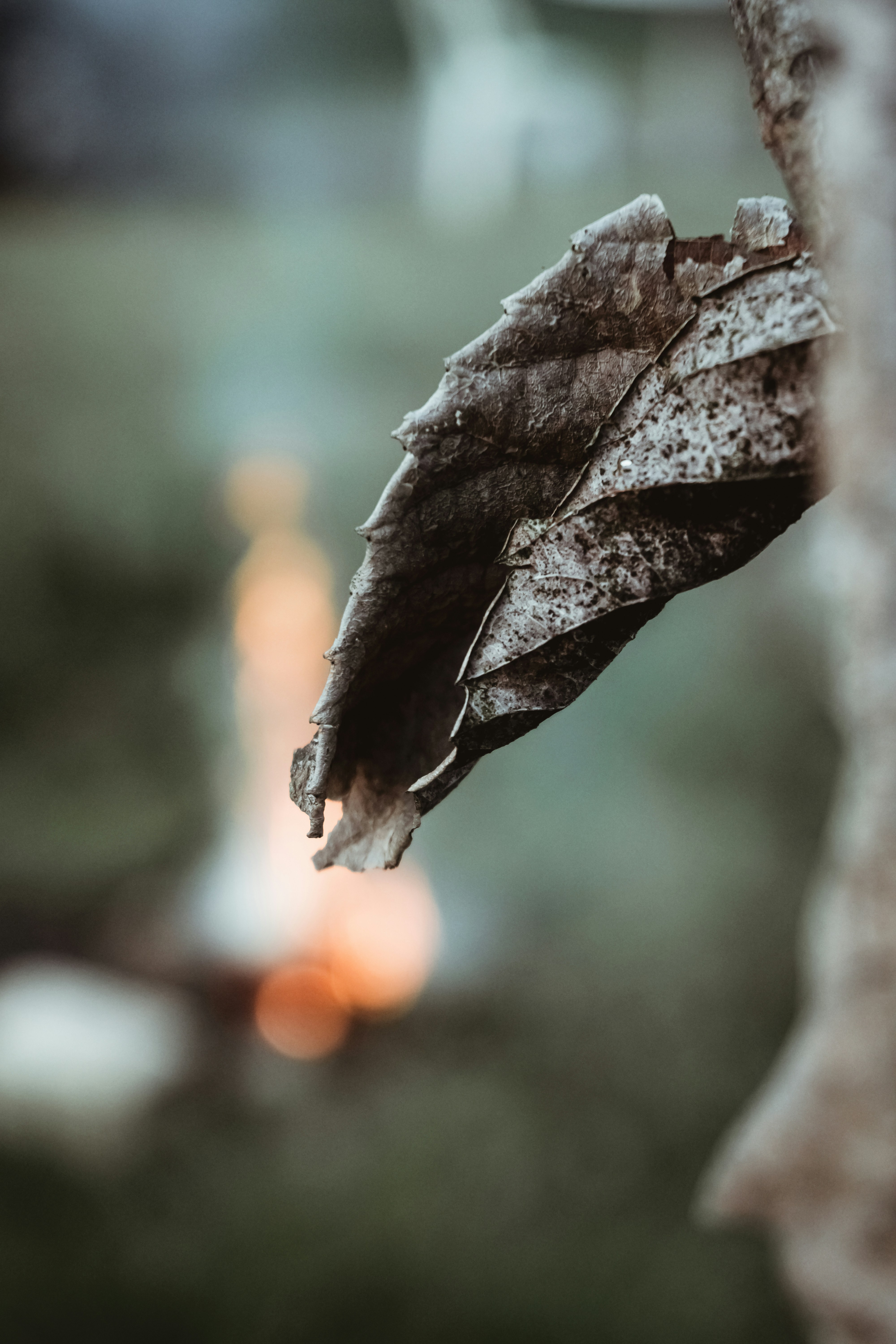 Nature Photoshoot Pictures | Download Free Images on Unsplash