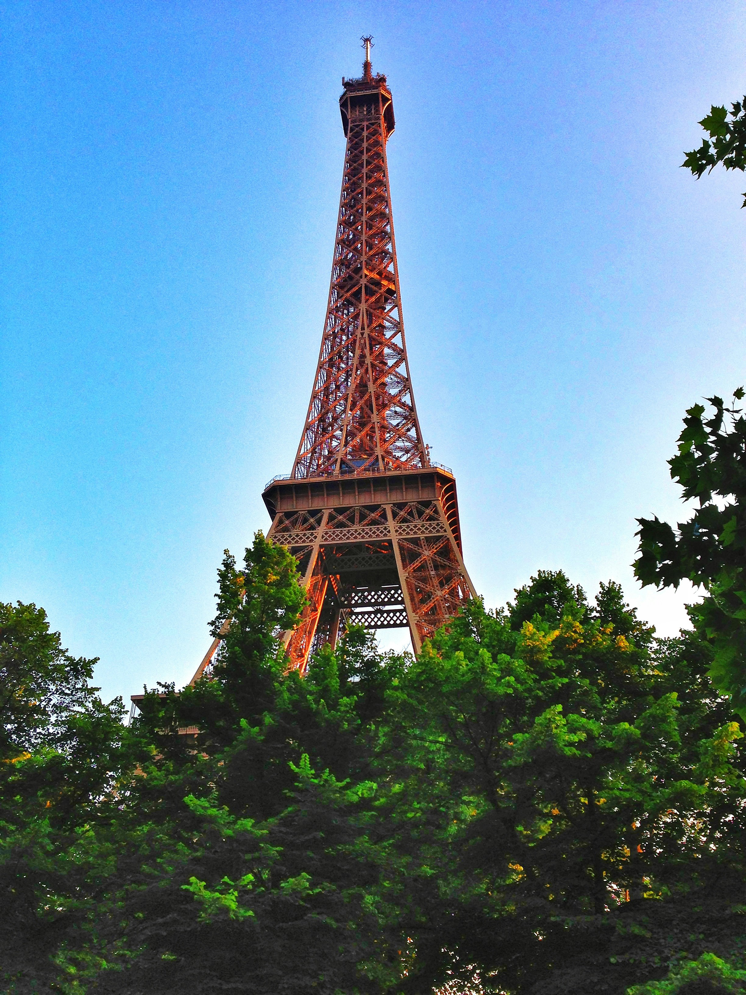 Eiffel Tower Emerges Over a Verdant Canopy Under a Clear Paris Sky