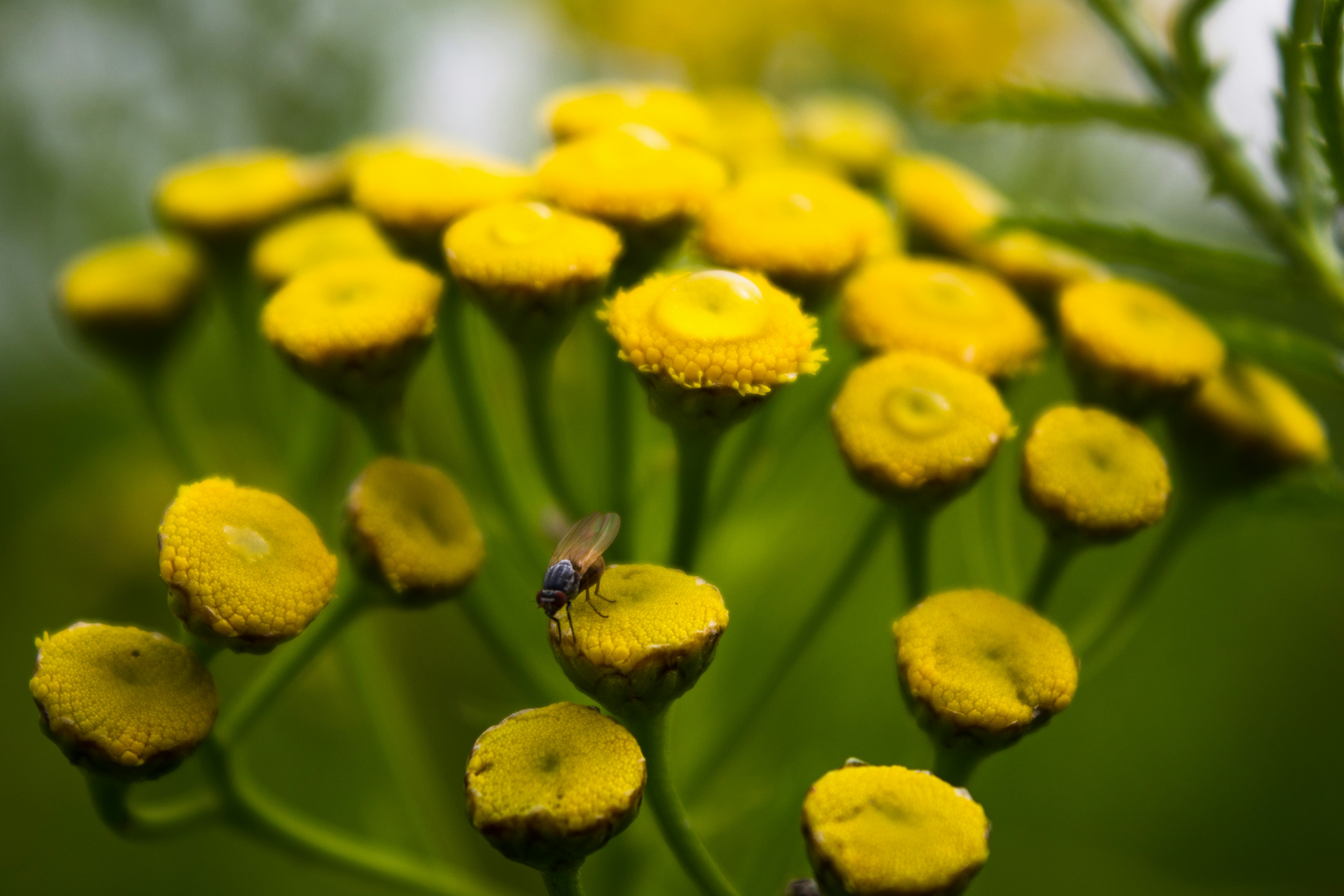 Micro-macro Moment: A Fly on a Sunlit Yarrow Crown