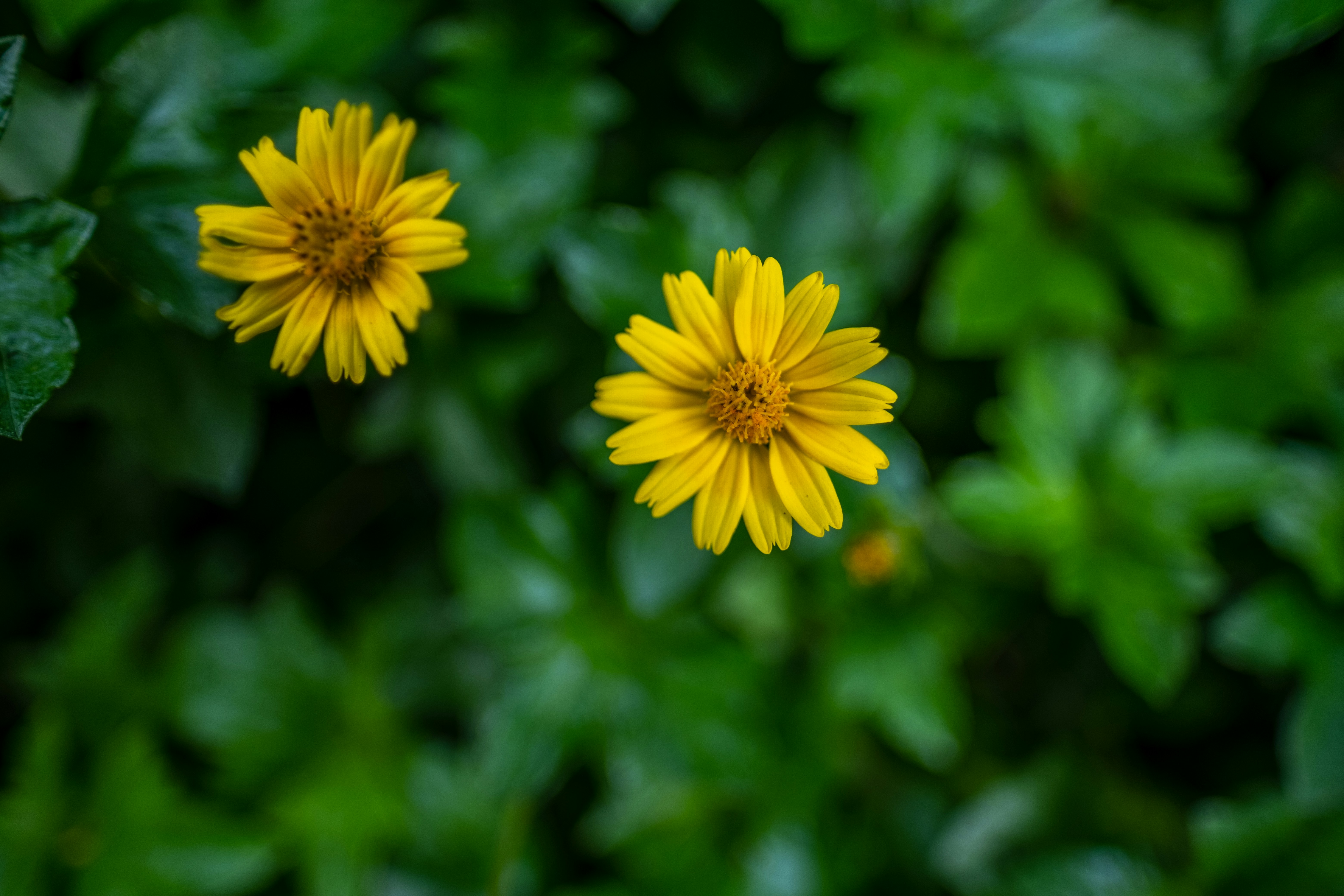 Yellow flower in tilt shift lens photo – Free Plant Image on Unsplash
