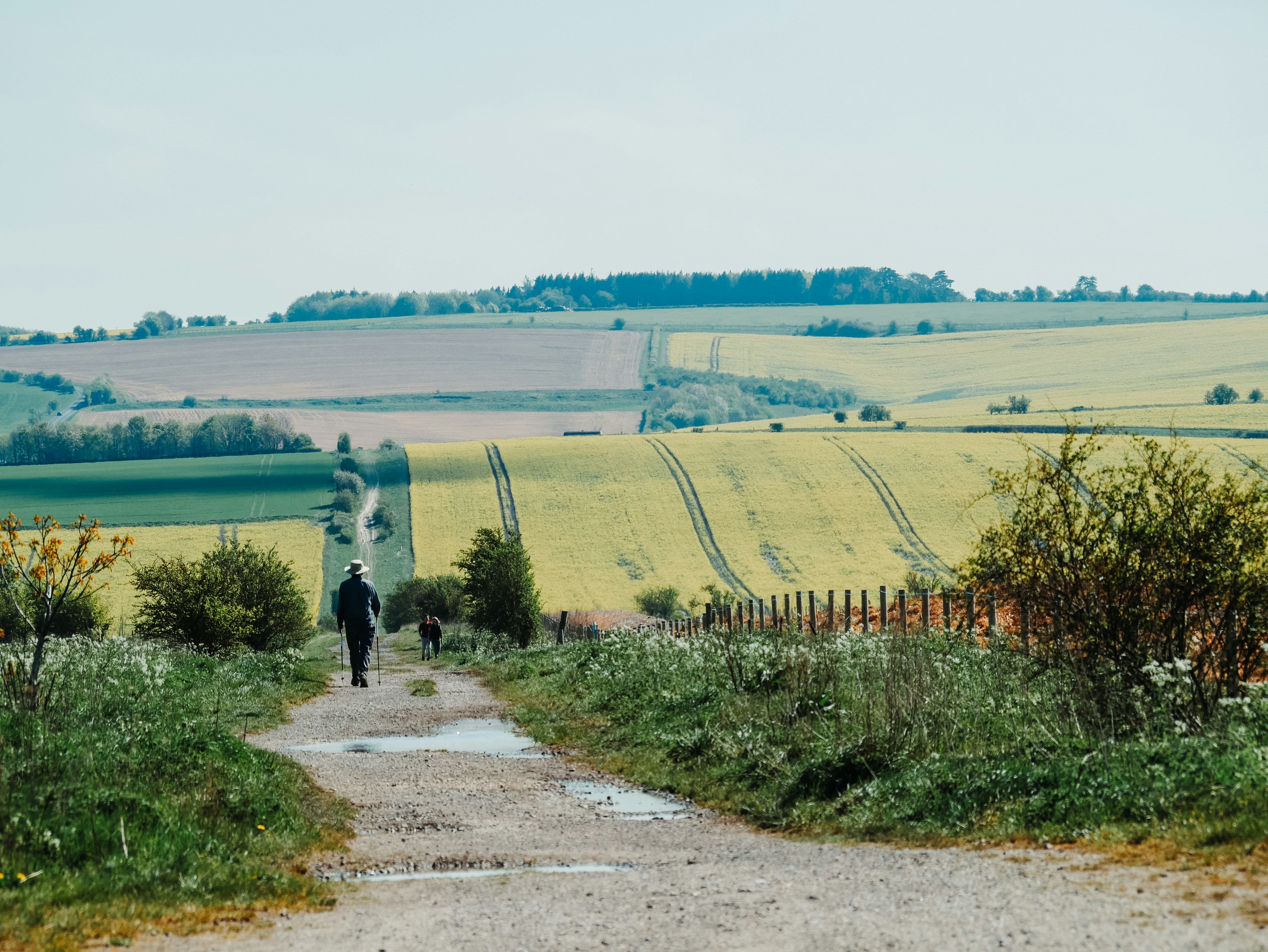 Person walking on a rural path flanked by lush green fields under a clear sky.