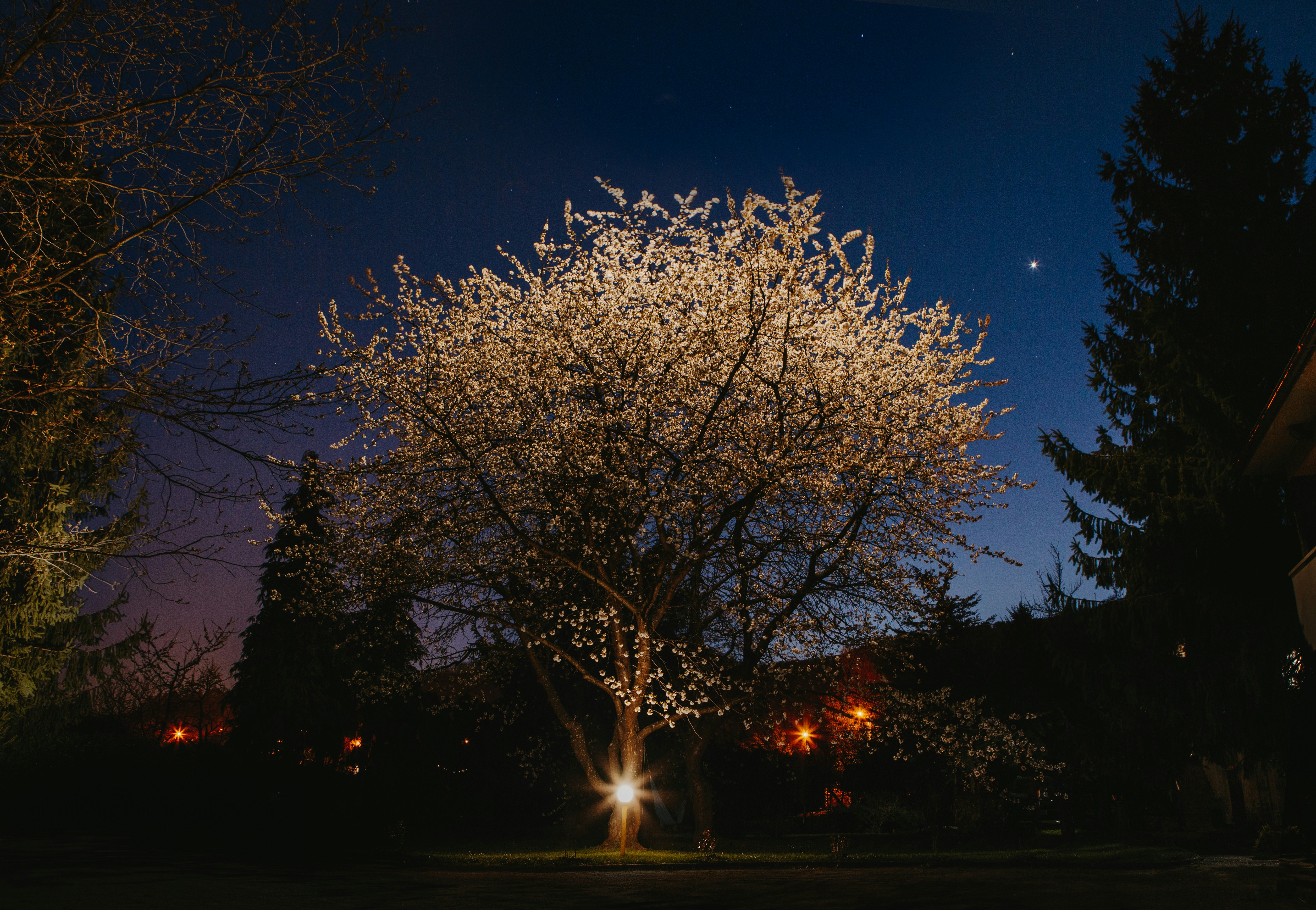 Moonlit Blossom Lantern: A solitary flowering tree under a velvet night sky