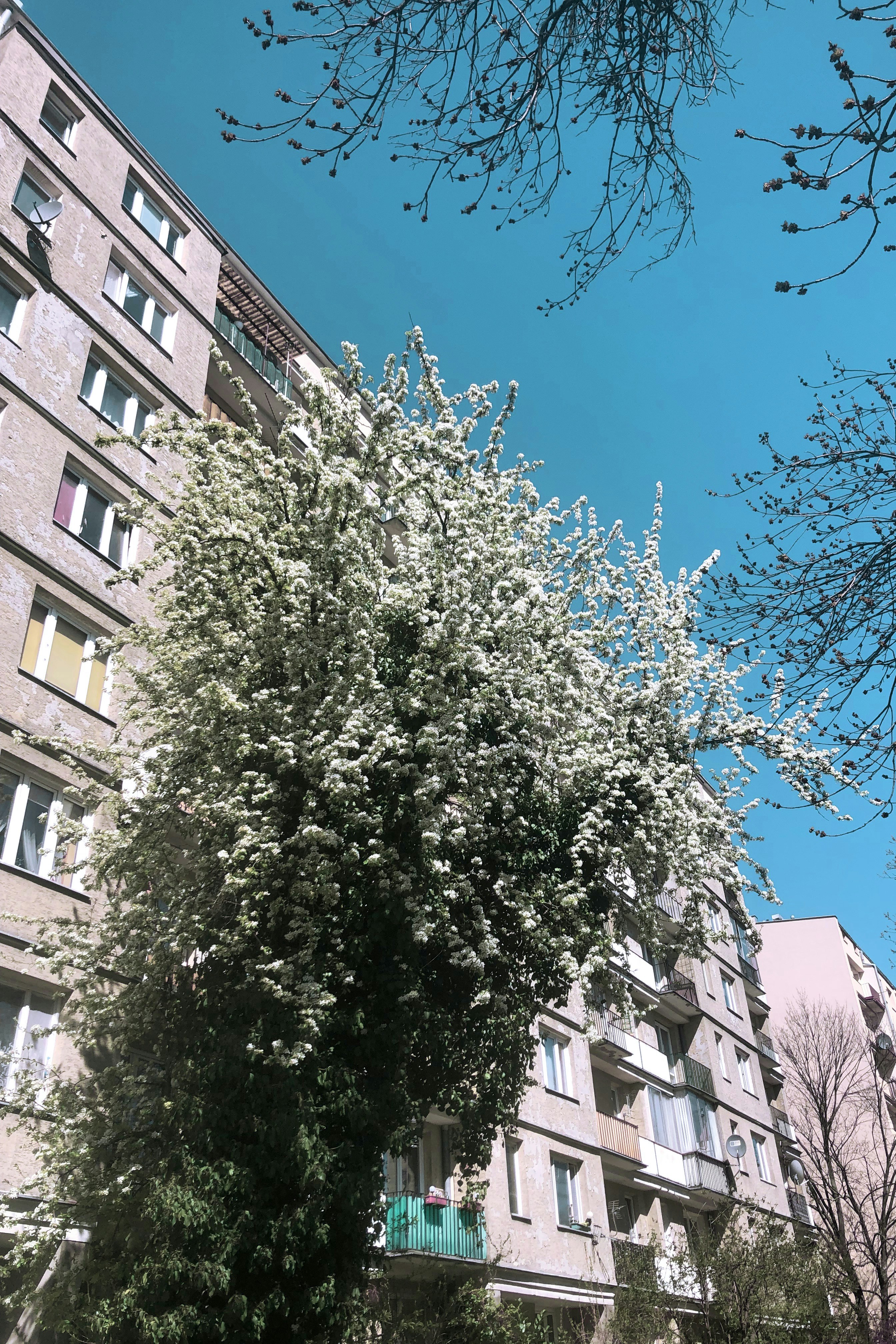 A flowering tree stands proudly against a clear blue sky, juxtaposed with a textured building facade. The scene captures the essence of spring in an urban environment.