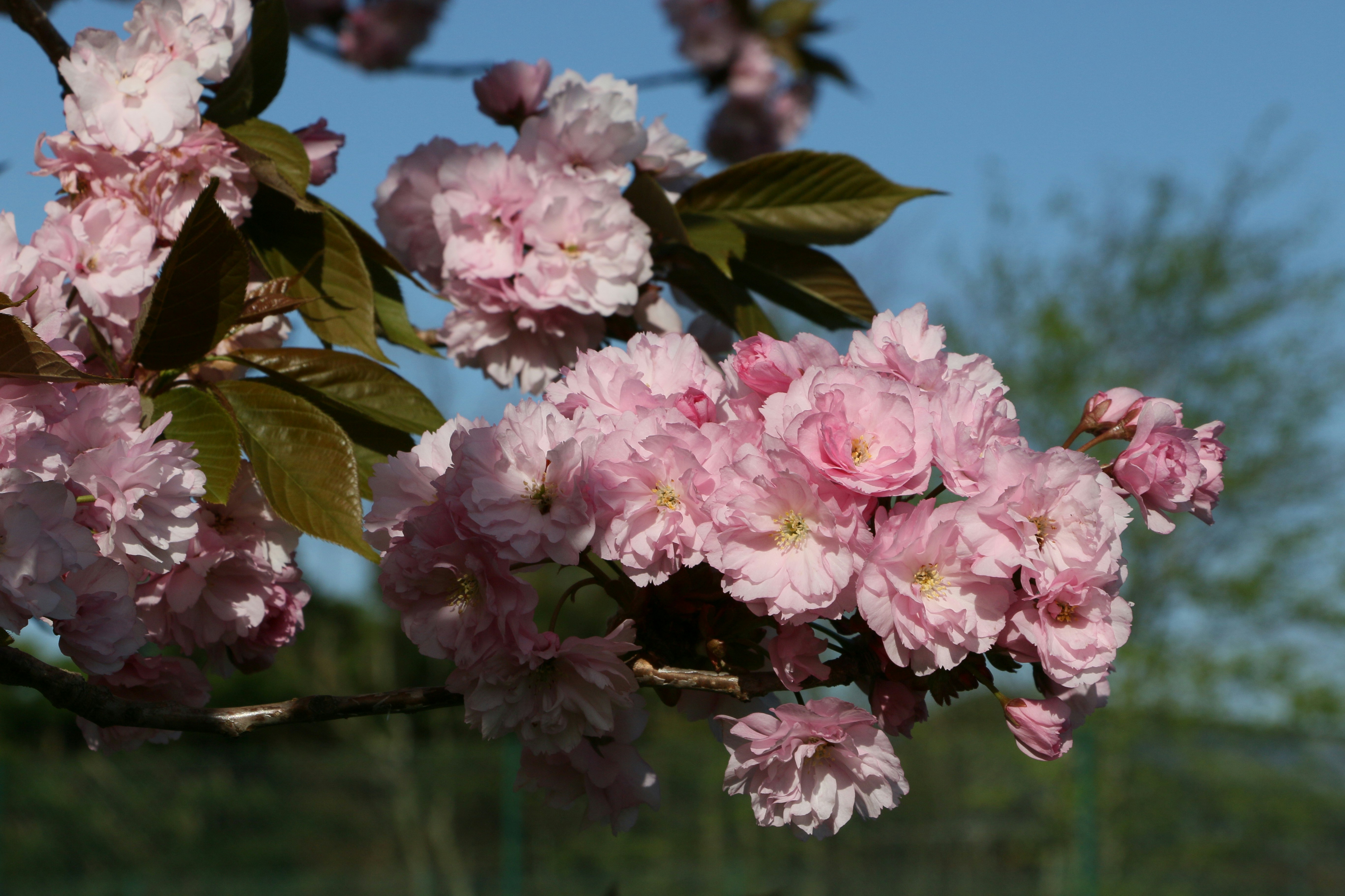 Sunlit Pink Cherry Blossoms on a Spring Branch