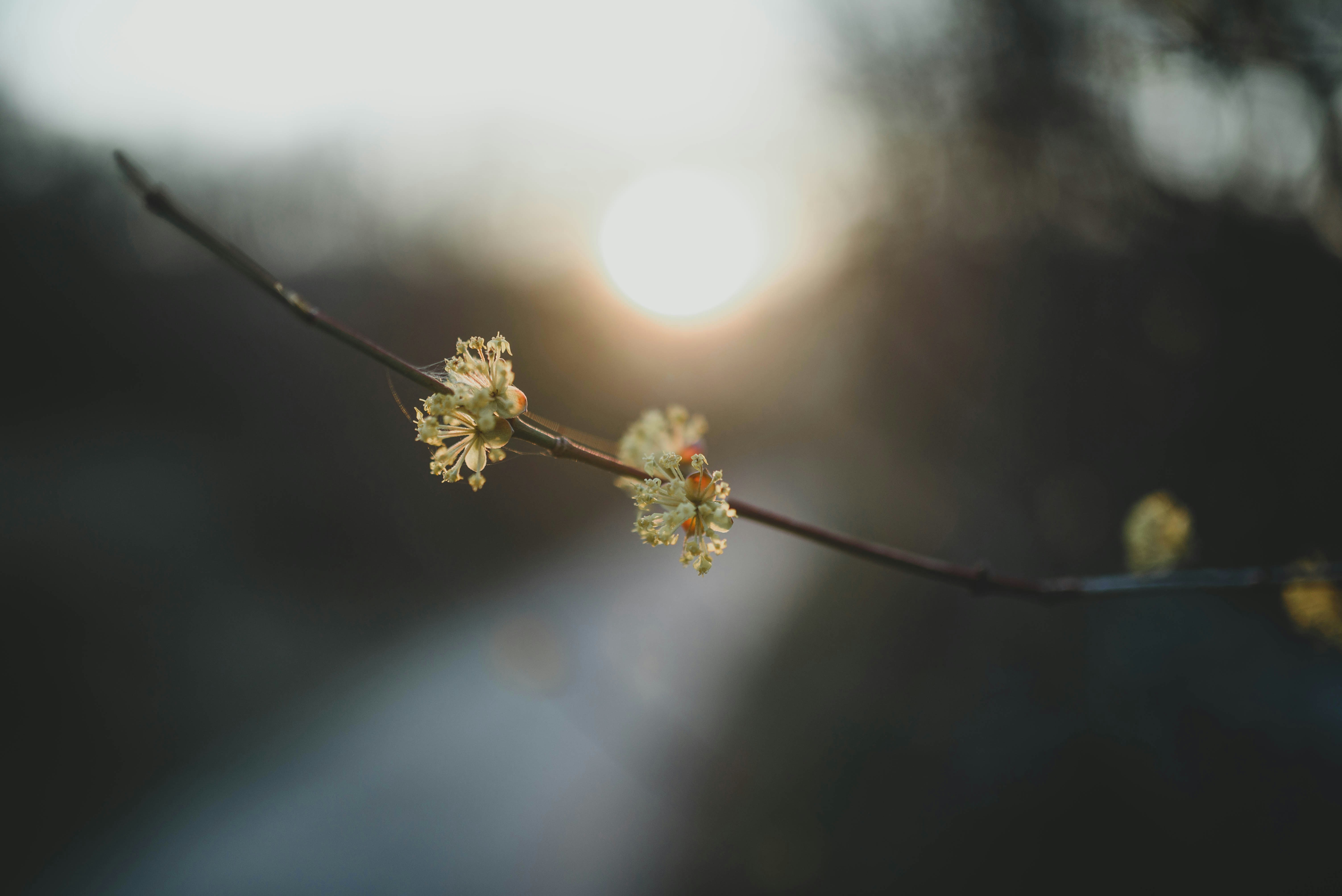 Morning Light Through Blossoms