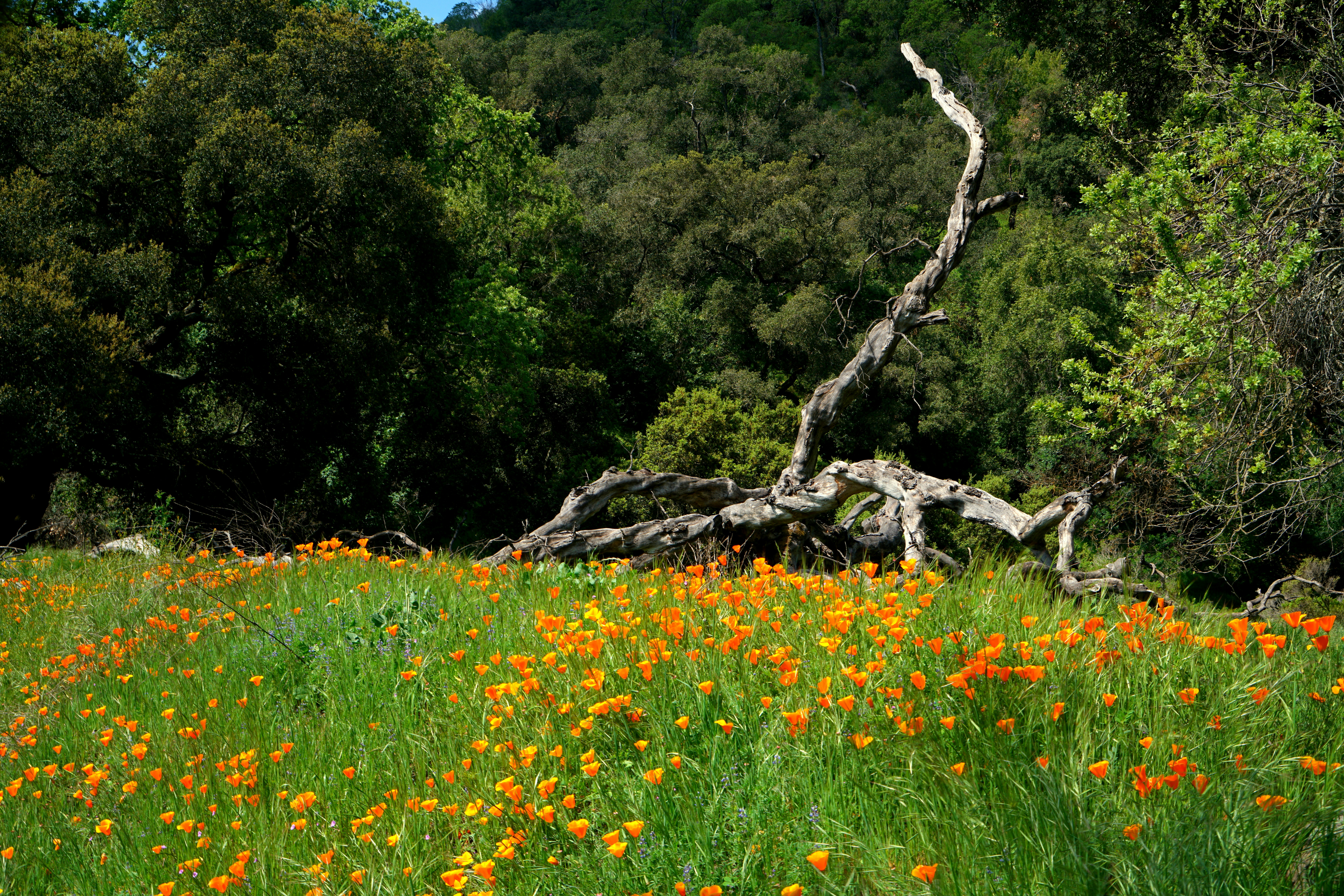 Wildflower Symphony Beneath Ancient Boughs