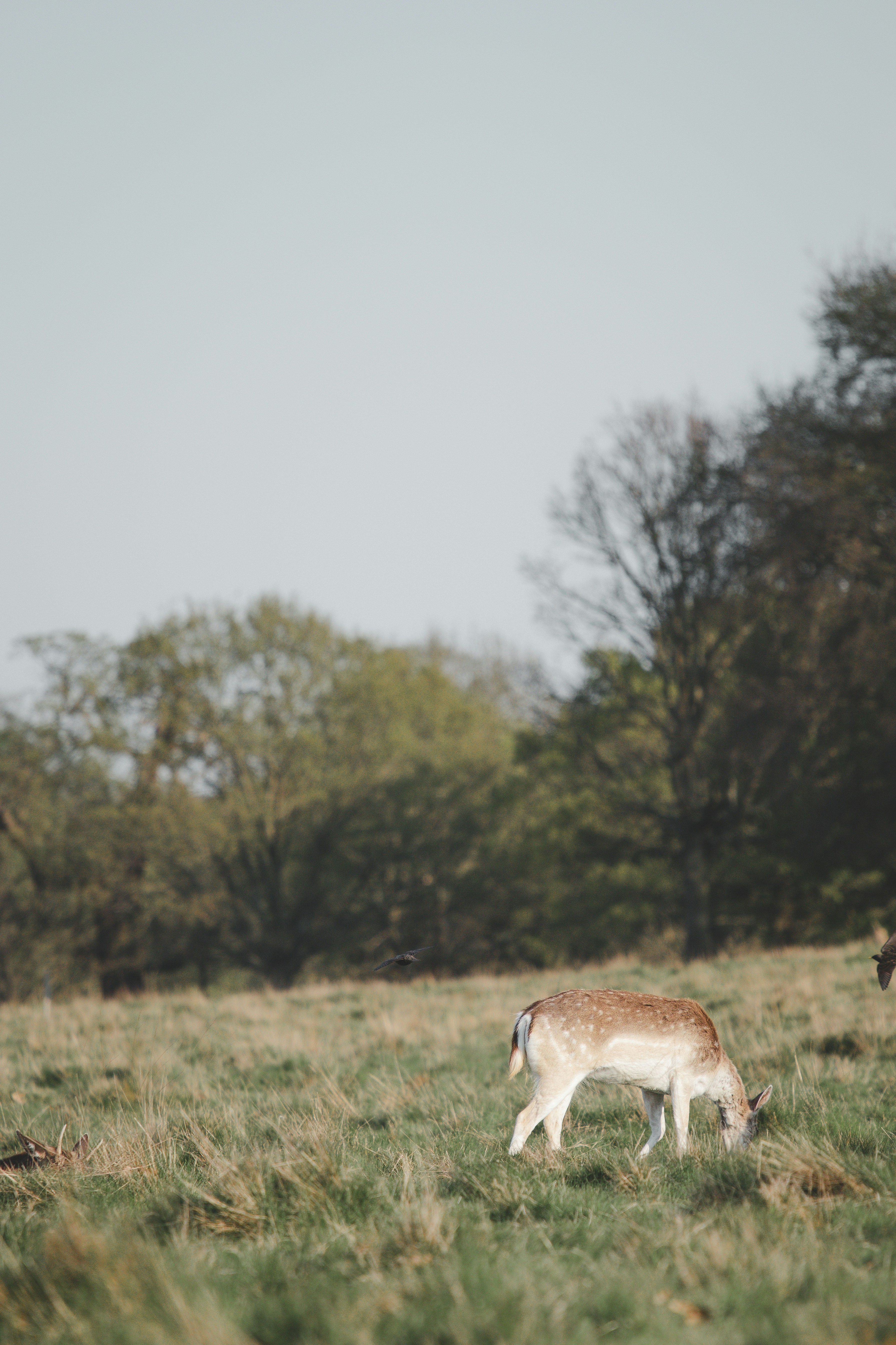 A lone deer grazes peacefully in a sunlit meadow surrounded by trees. The serene landscape captures a moment of quiet beauty.