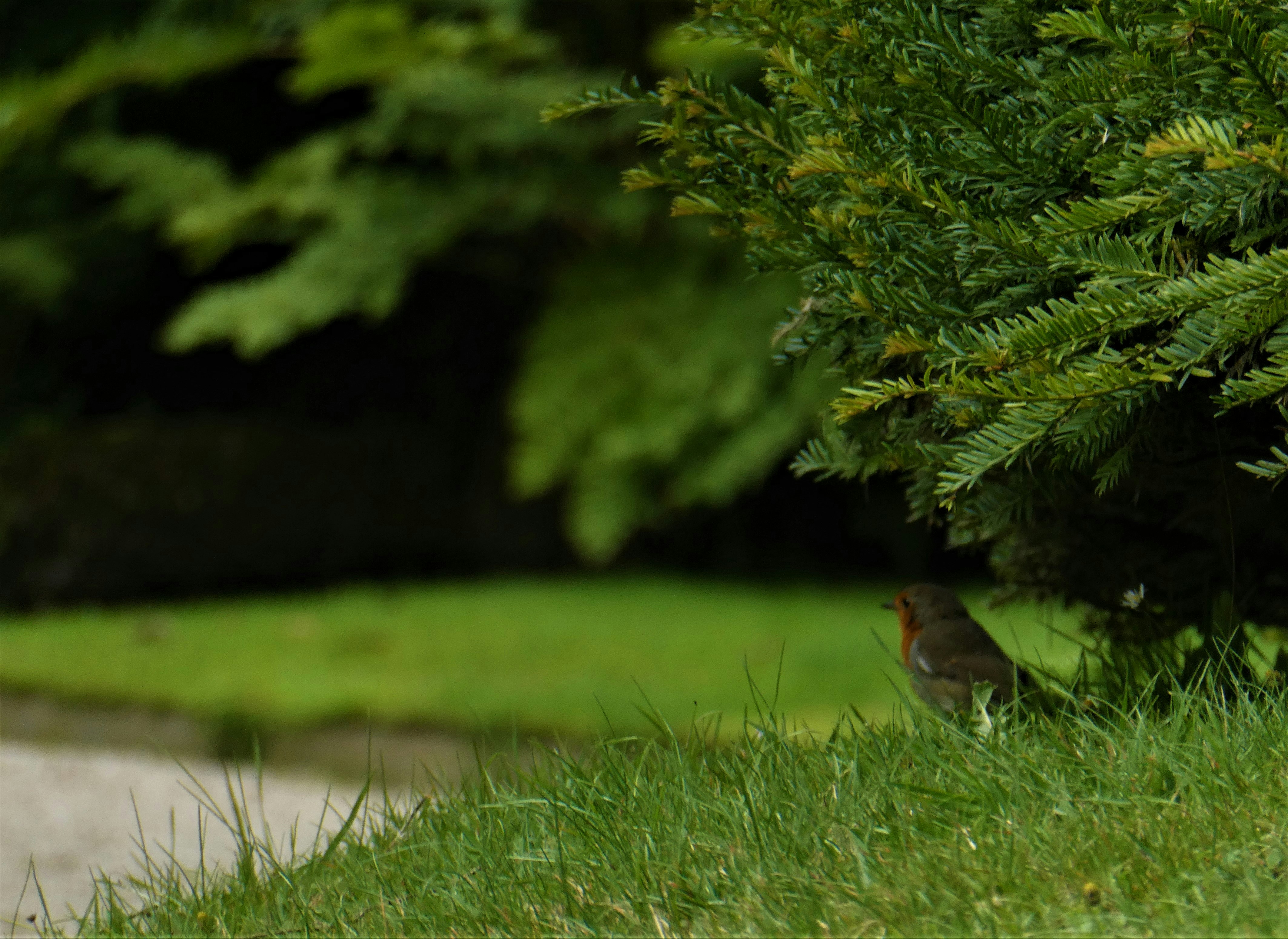 A small bird perched near a lush green bush in a serene garden setting.