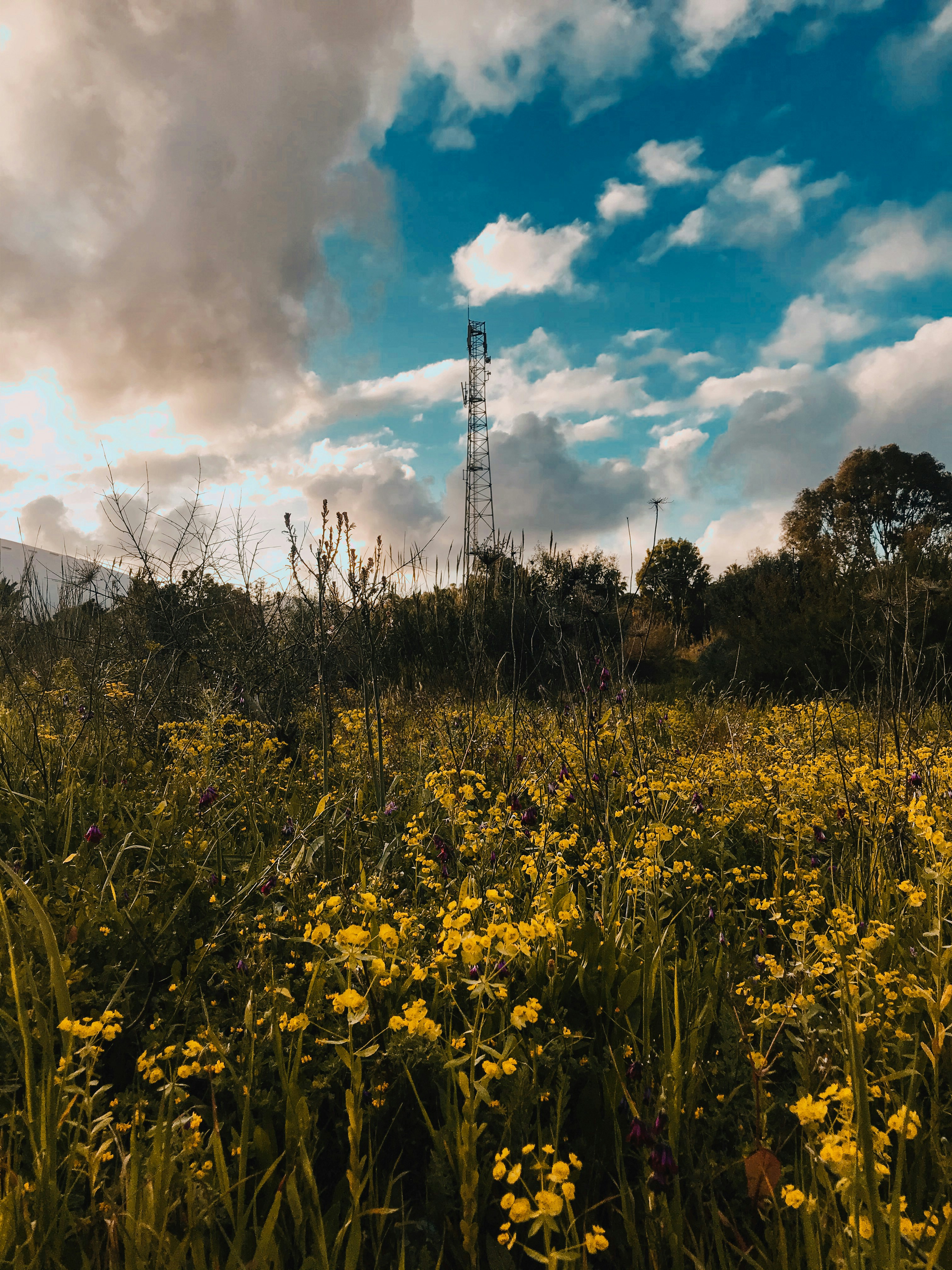 Telecommunications Tower Above a Field of Yellow Wildflowers