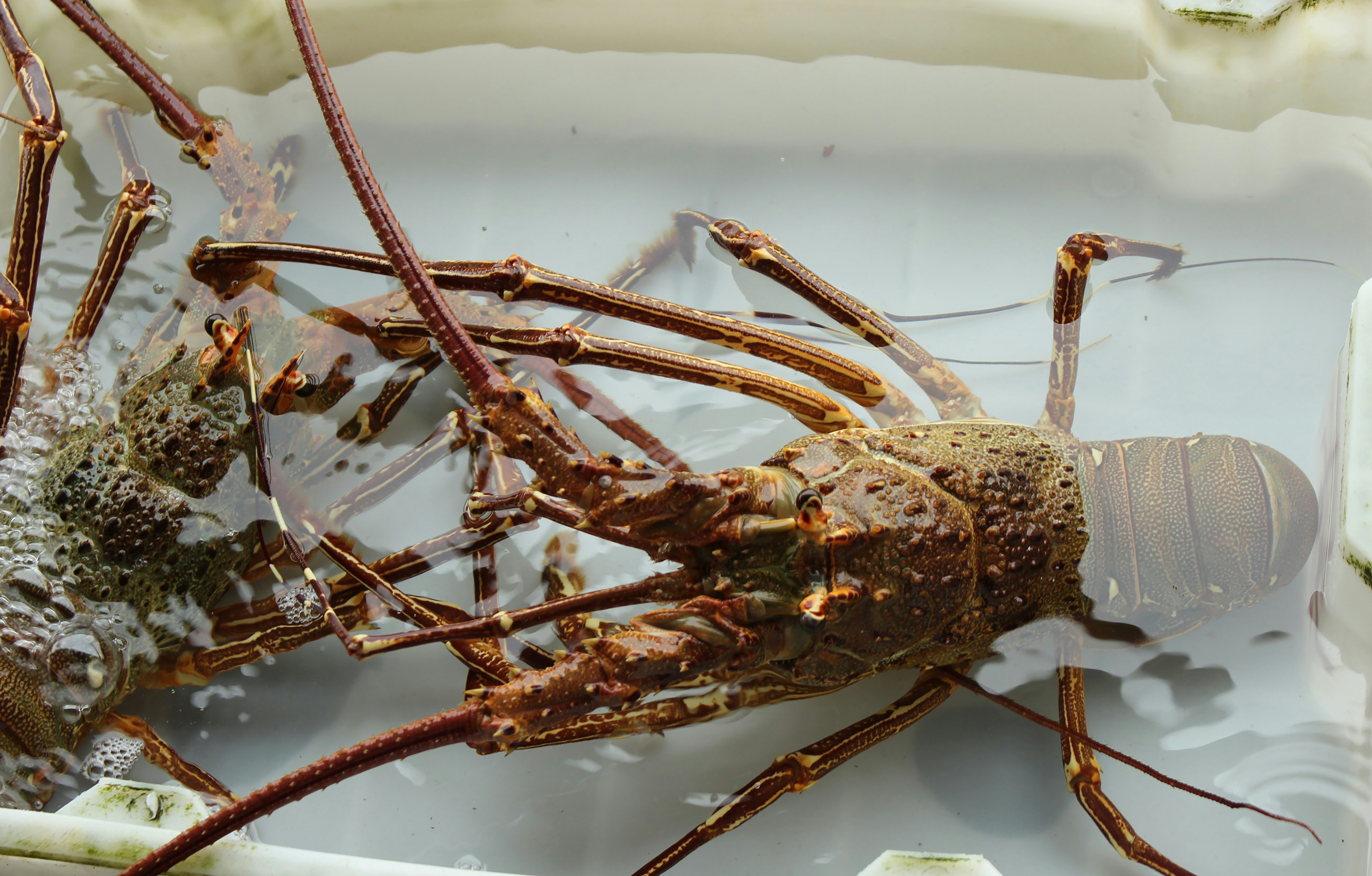 Mud-Tinted Traveler: Crayfish in a Clear Tank