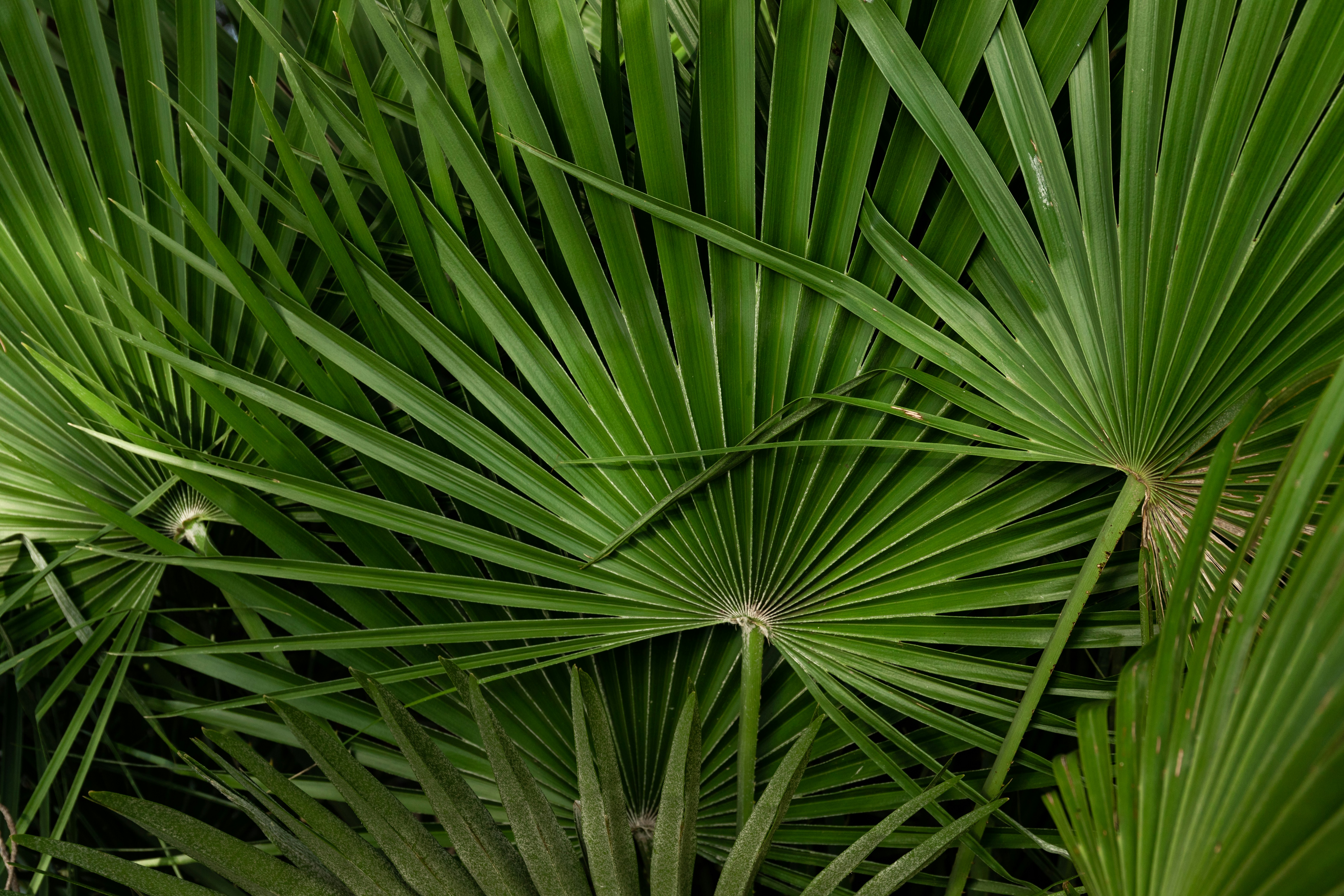 Intricate arrangement of palm fronds showcasing their vibrant green hues and unique patterns. The composition highlights the natural elegance of foliage.