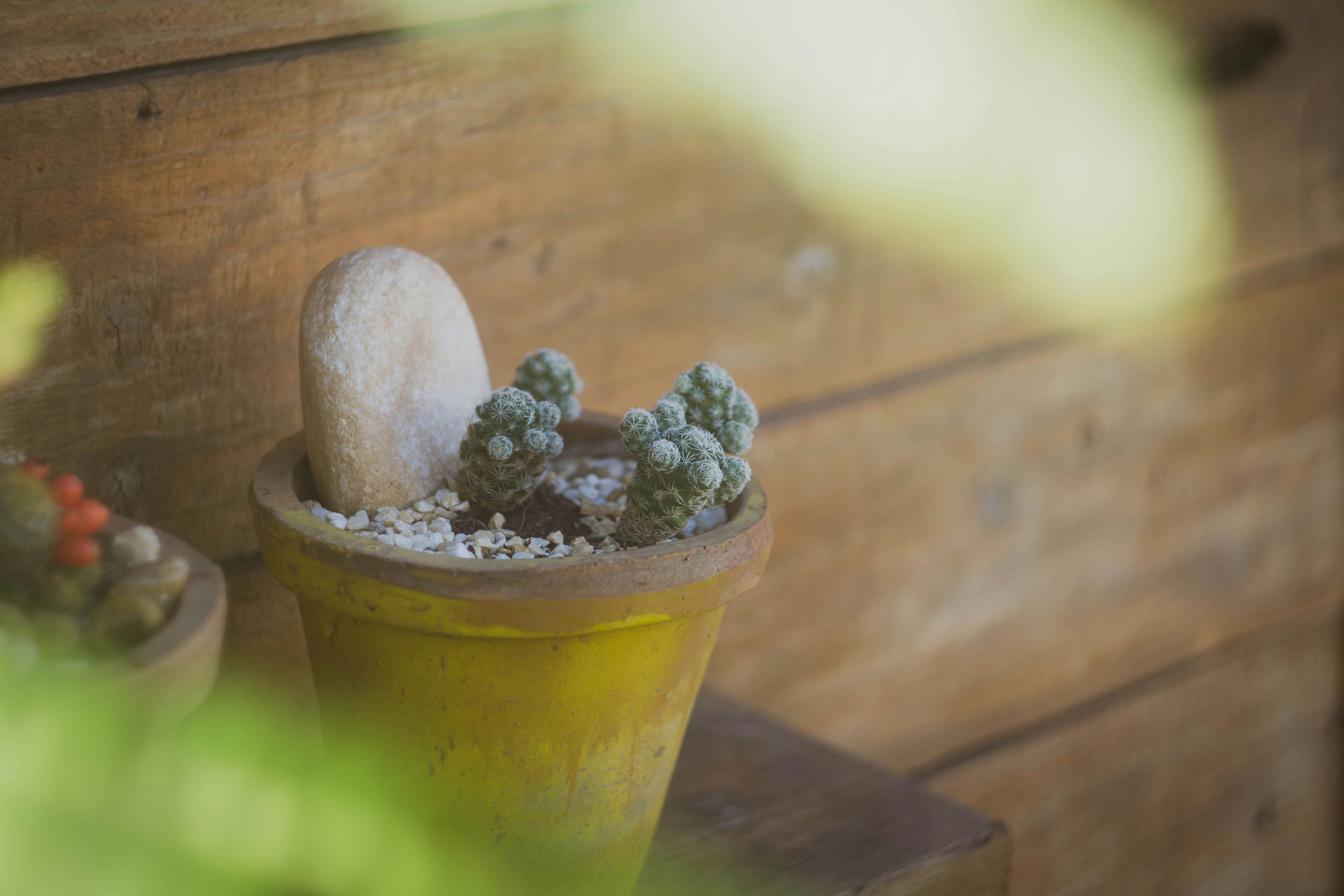 Pebble Guardian in a Sunlit Yellow Pot