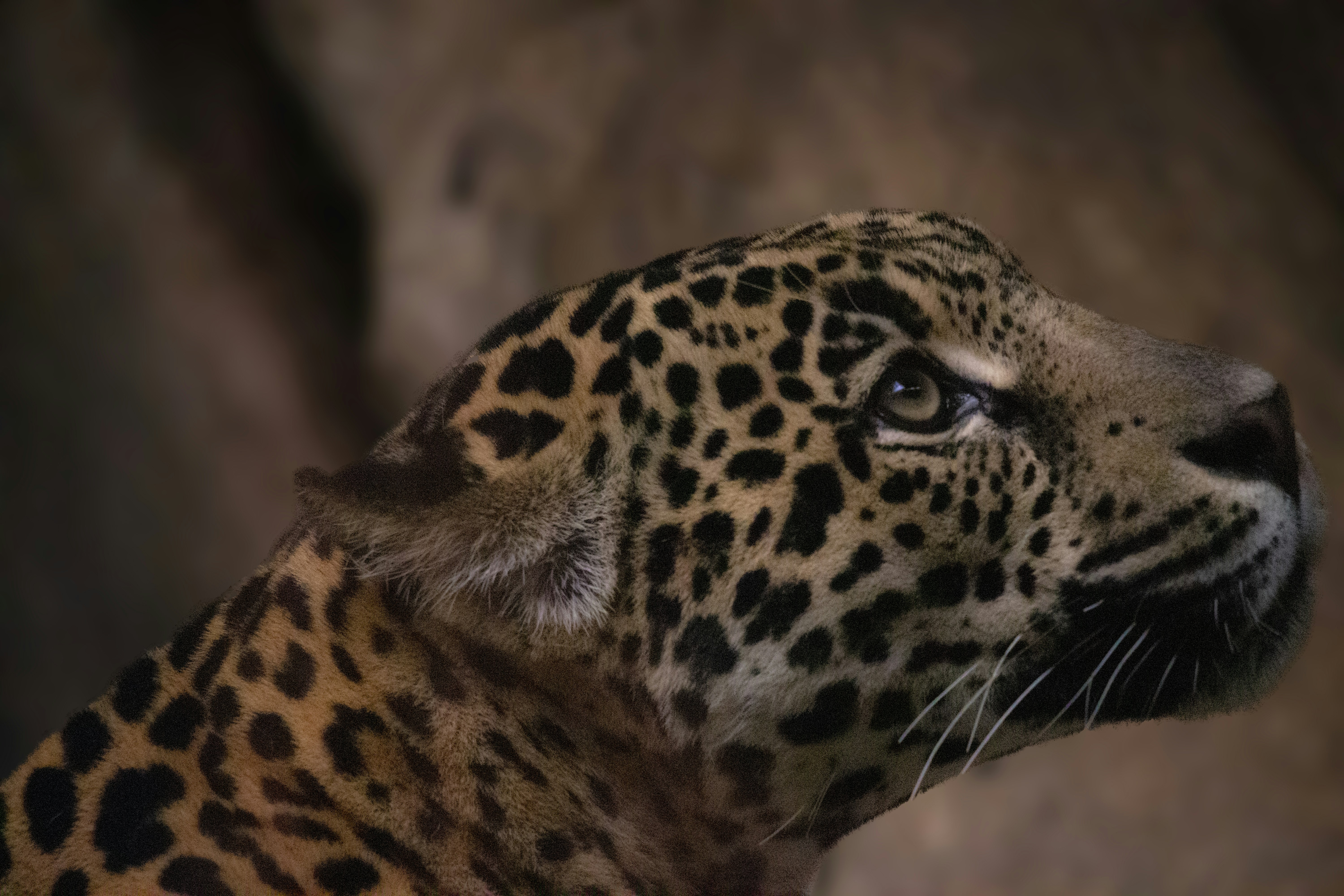 Brown and black leopard in close up photography photo – Free Animal Image on Unsplash