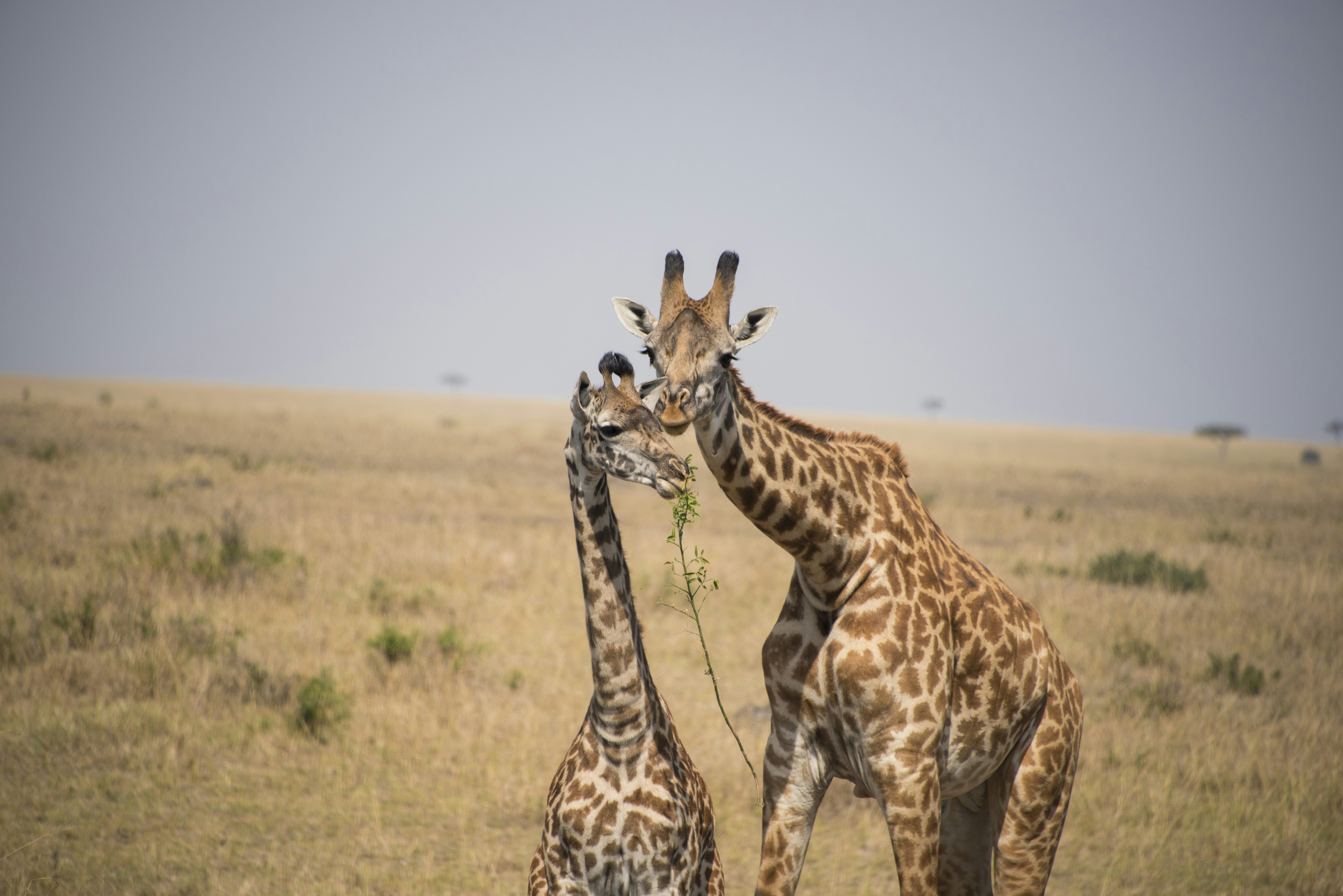 Giraffes in a Tender Tug-of-Eoli: A Serengeti Silhouette
