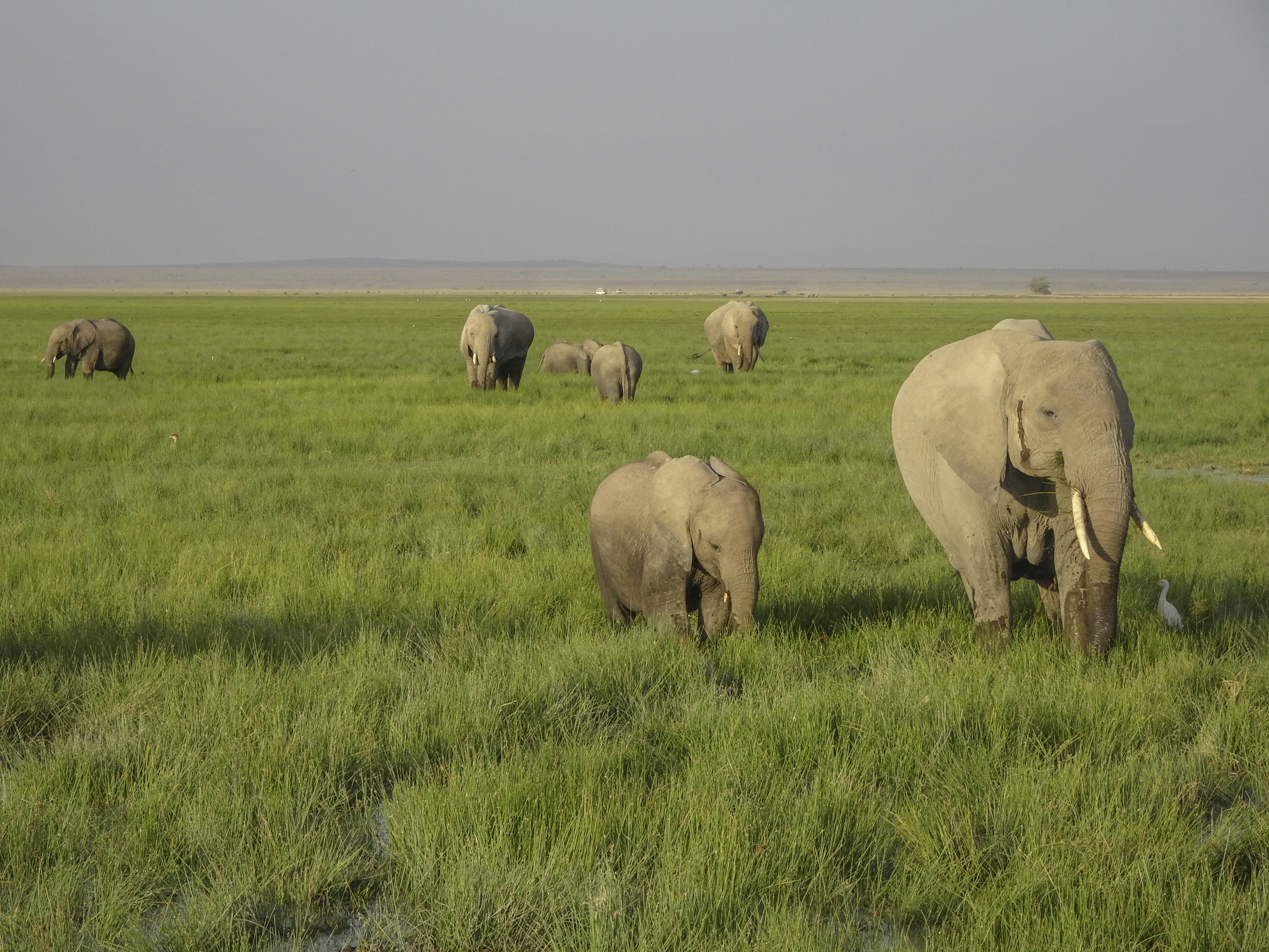 Herd of Elephants in a Misty Grassland