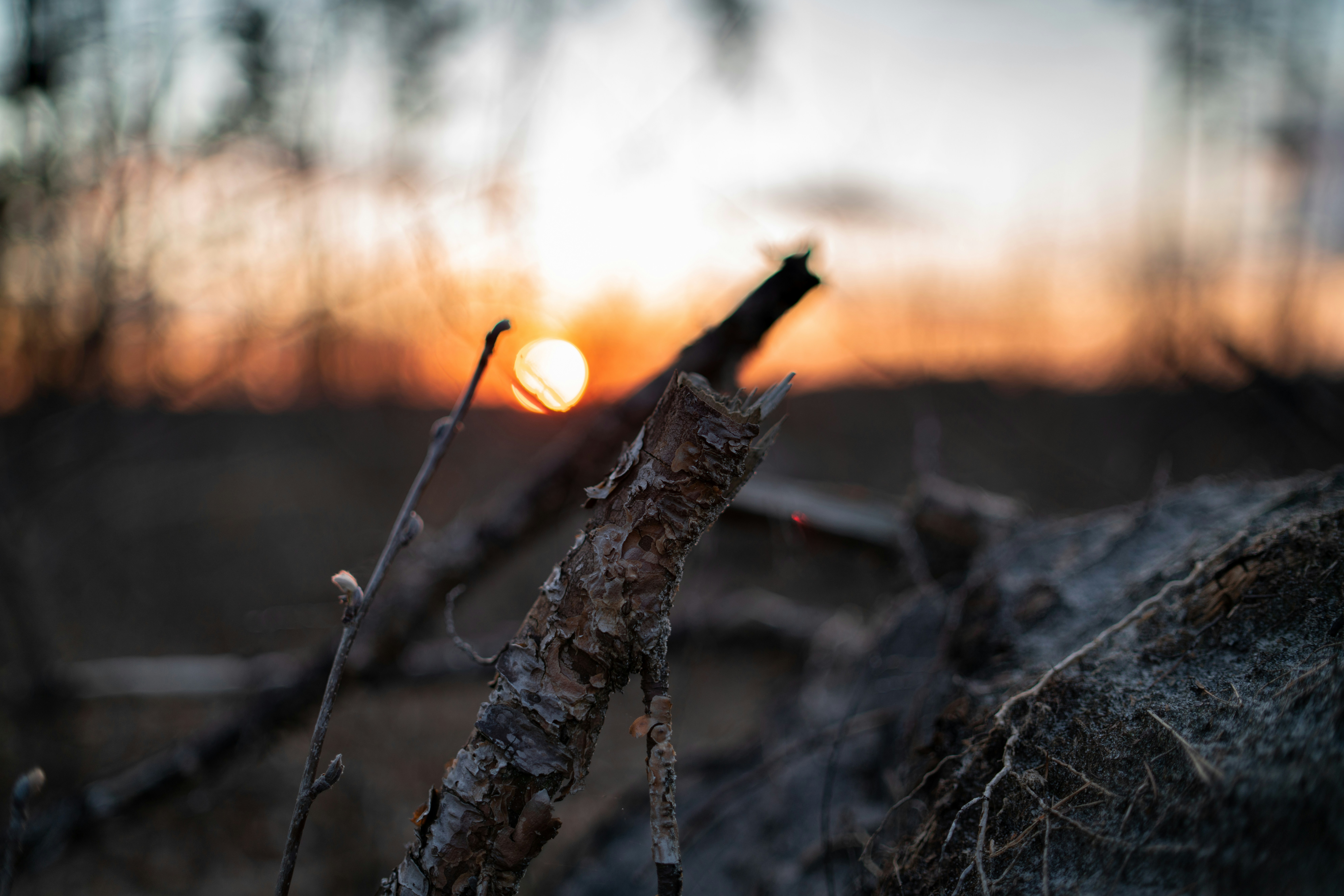 Close-up Sunset Through Weathered Branches