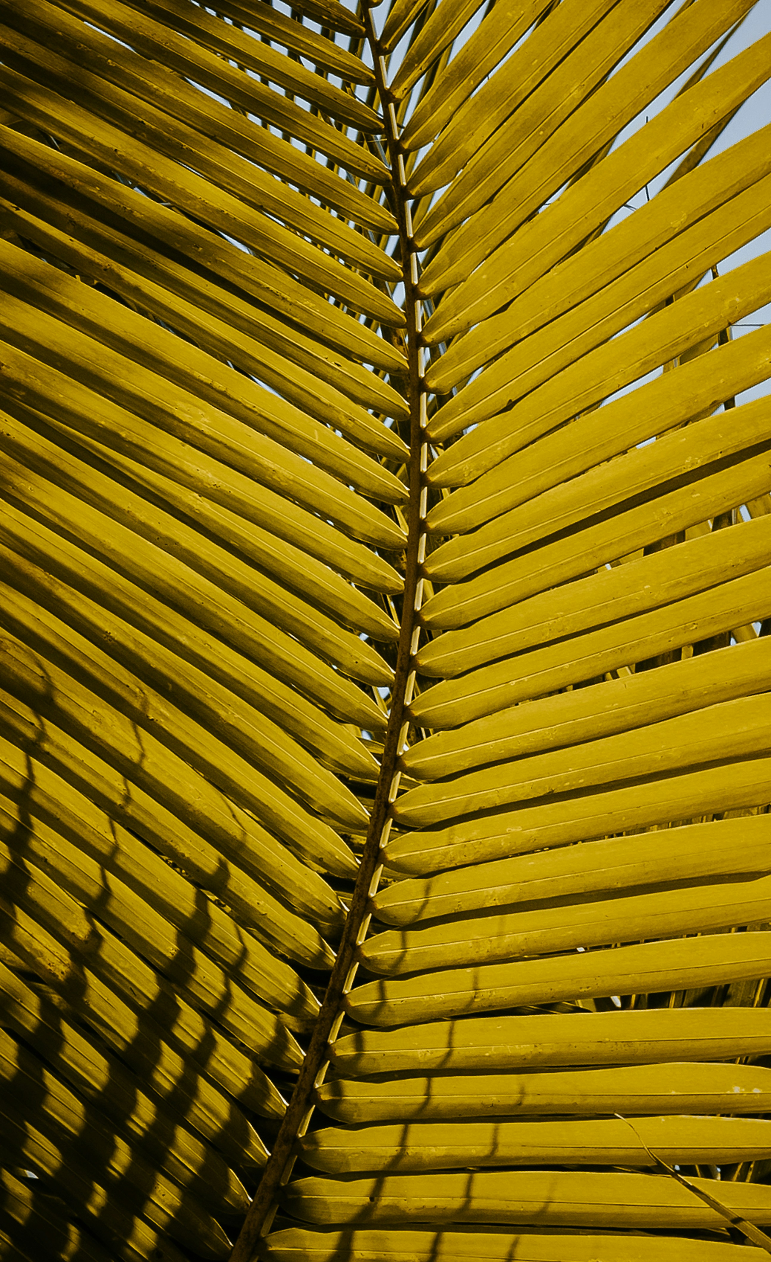 Close-up of a vibrant yellow palm frond showcasing intricate patterns and shadows. The play of light creates a dynamic visual texture.