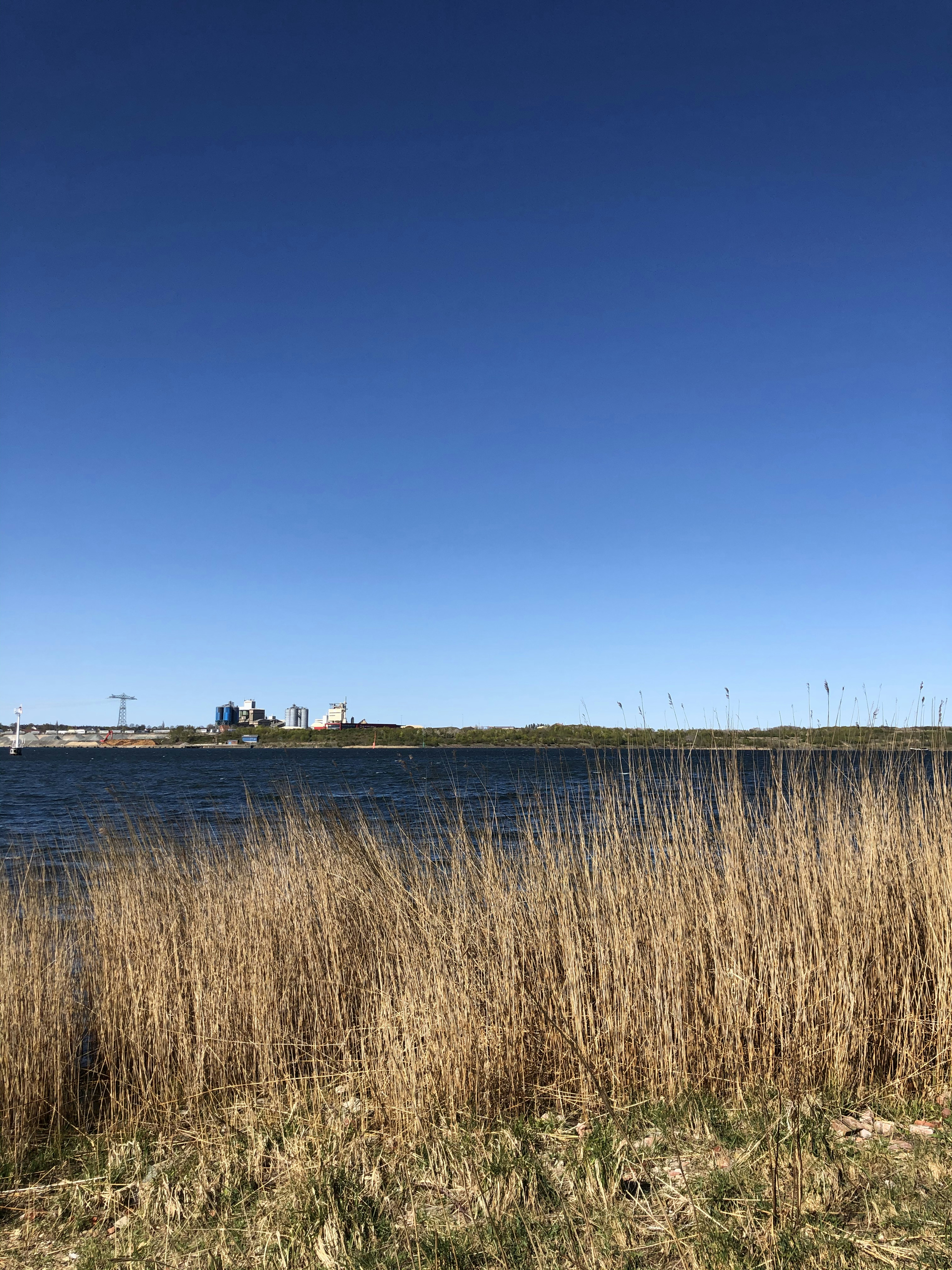 Distant Docks on a Quiet Horizon, Framed by Golden Reeds