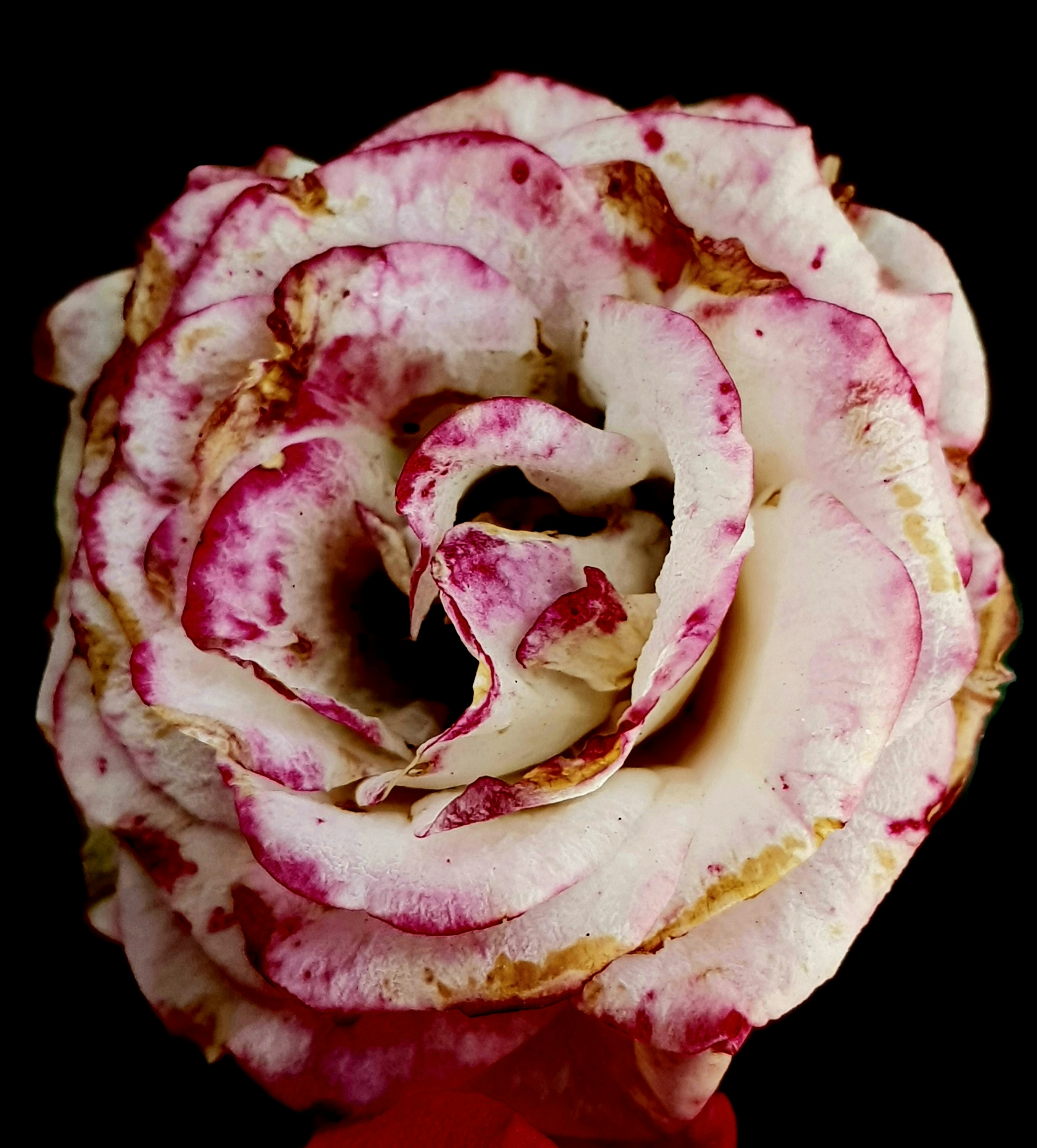 A close-up of a faded rose displaying delicate pink edges and intricate petal textures against a dark background.