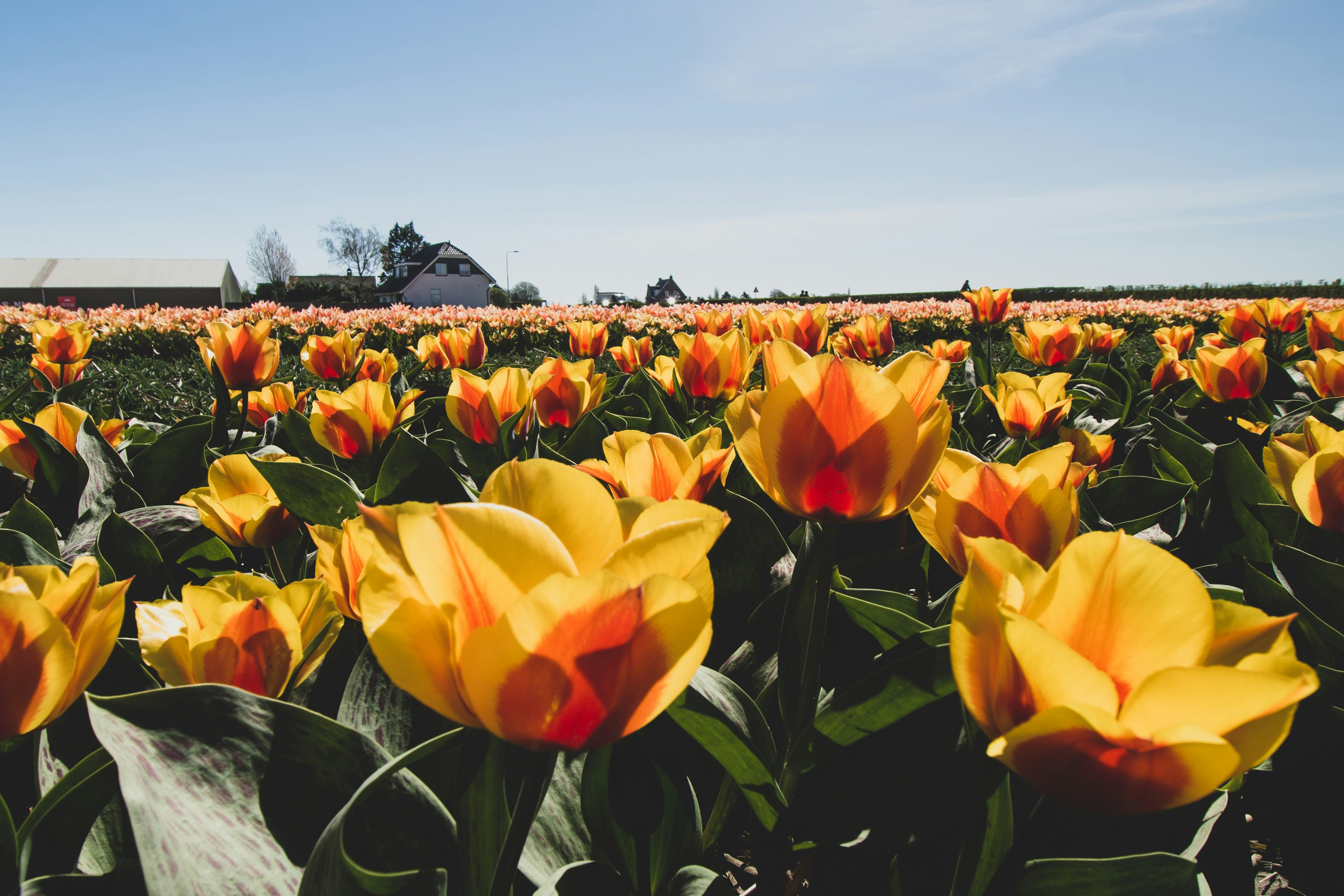 Tulip Symphony under a Clear Sky