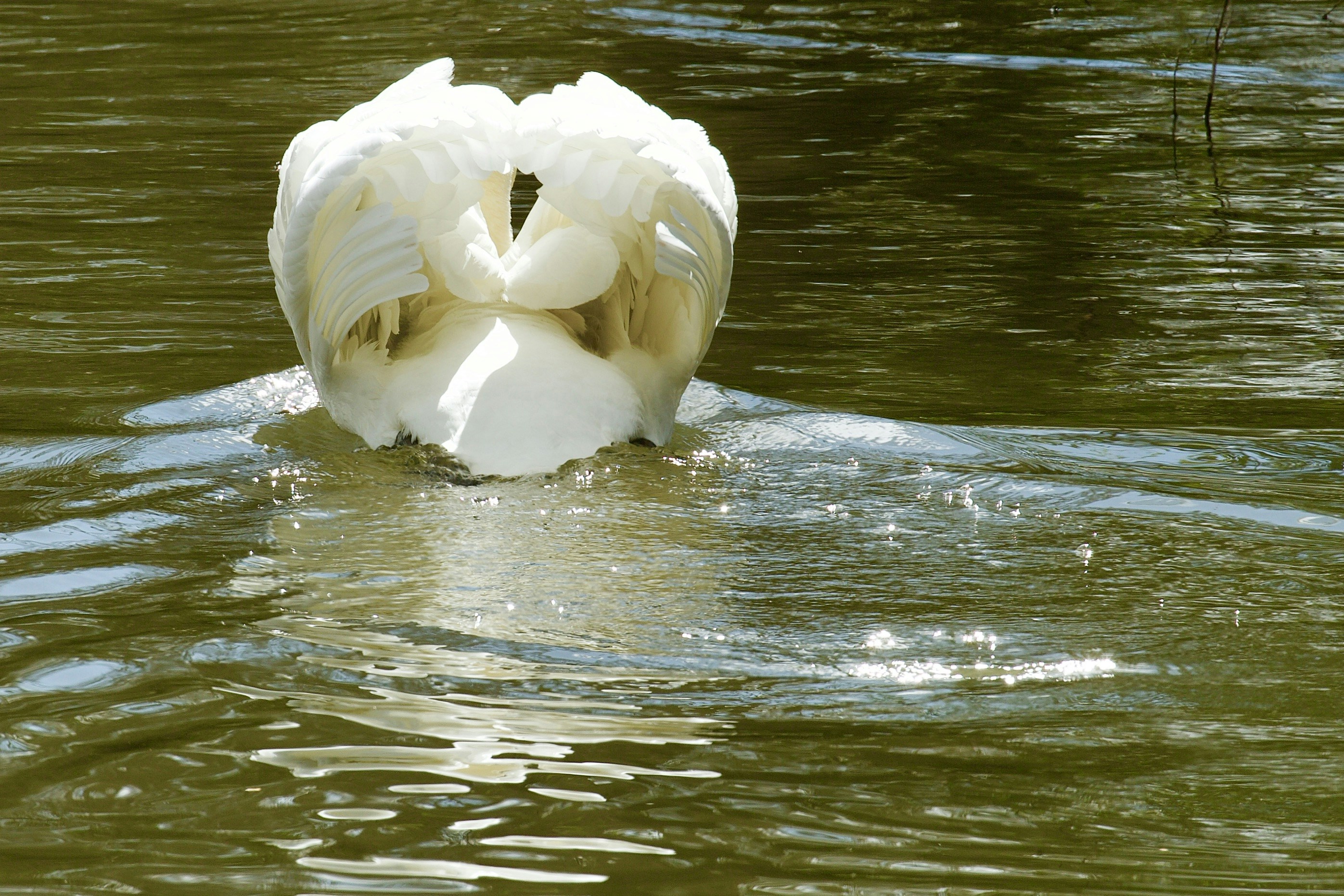 white swan on water during daytime