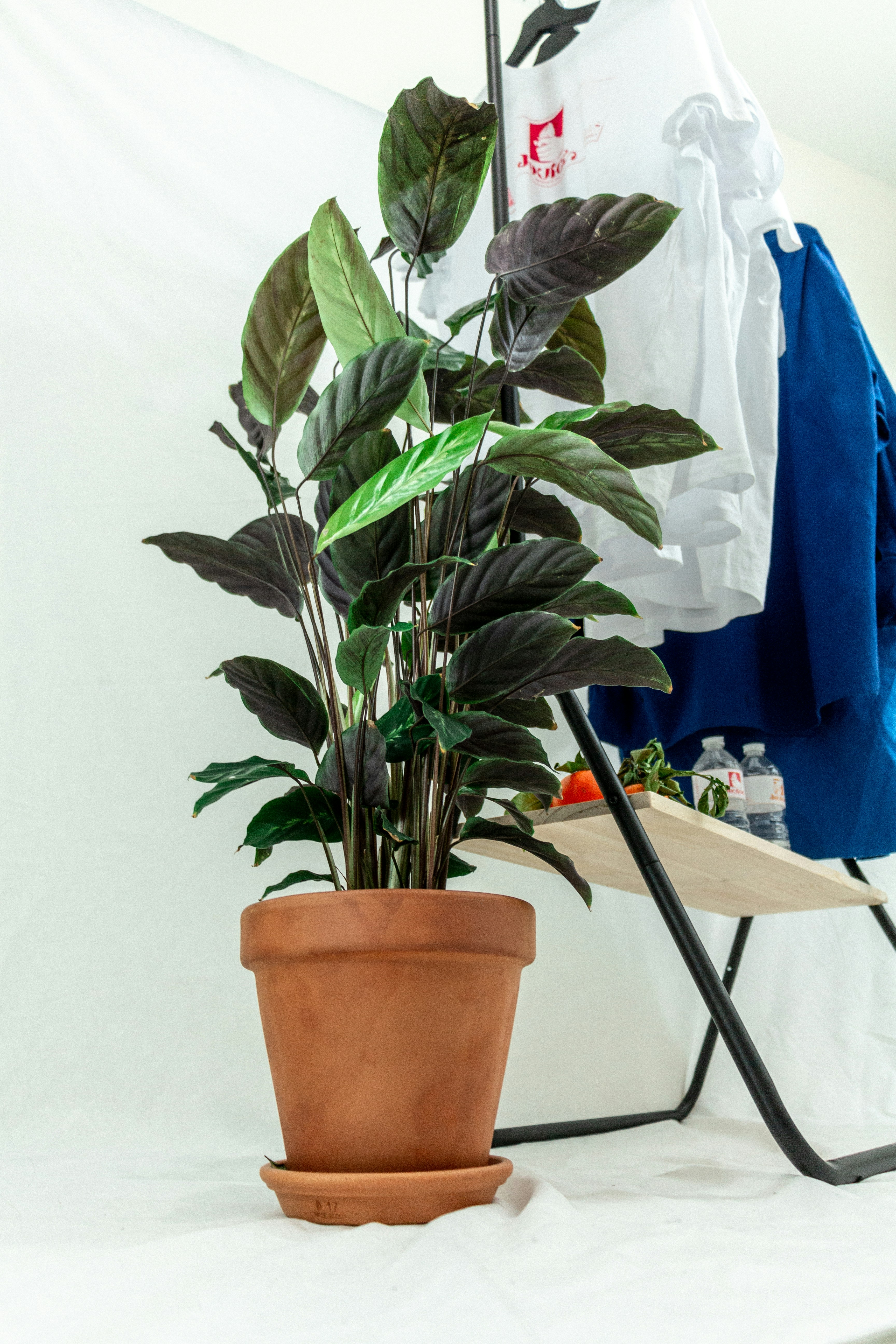 Verdant Centerstage: A Rubber Plant Anchoring a Minimal Studio Still-Life