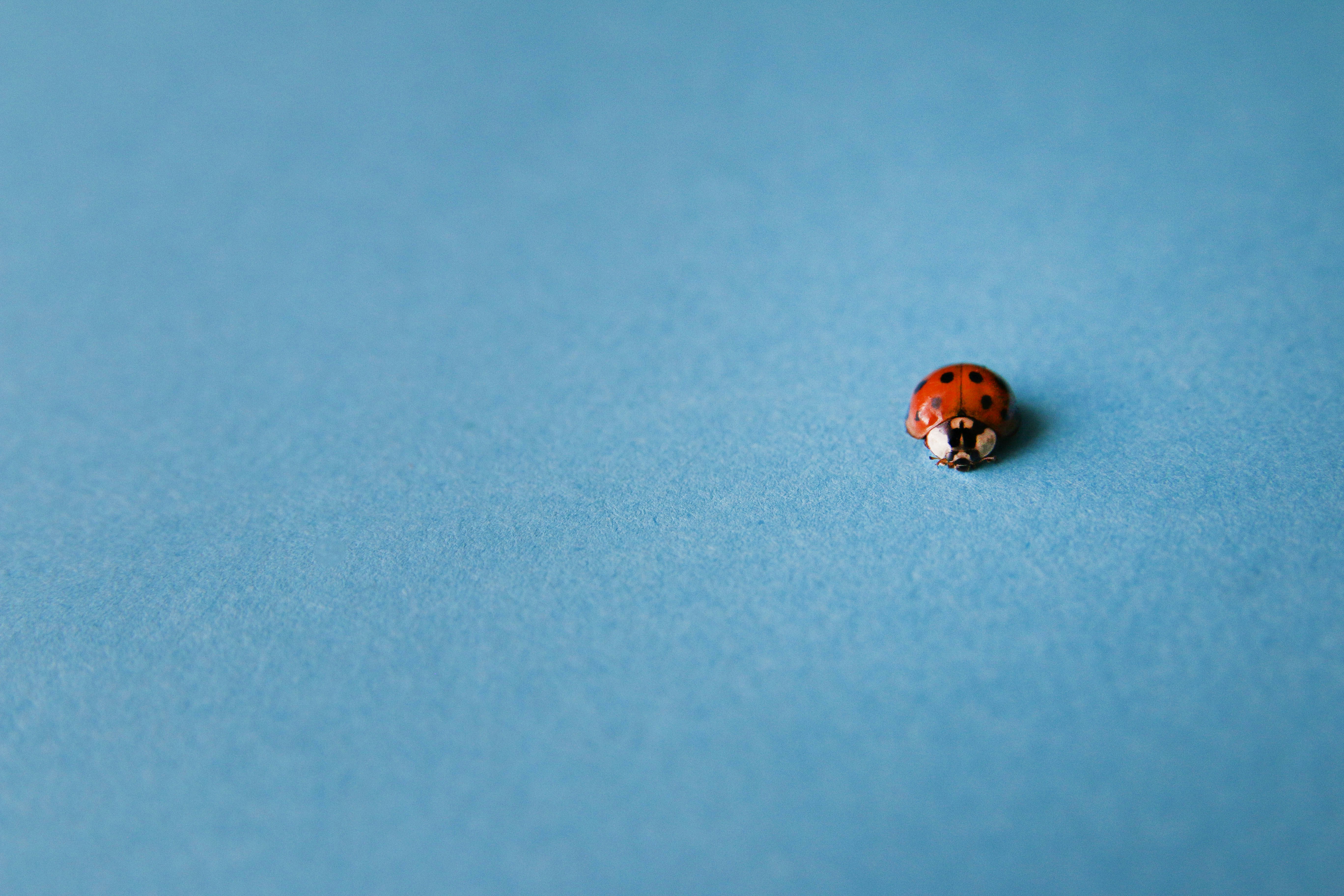 Red ladybug on blue textile photo – Free Blue Image on Unsplash