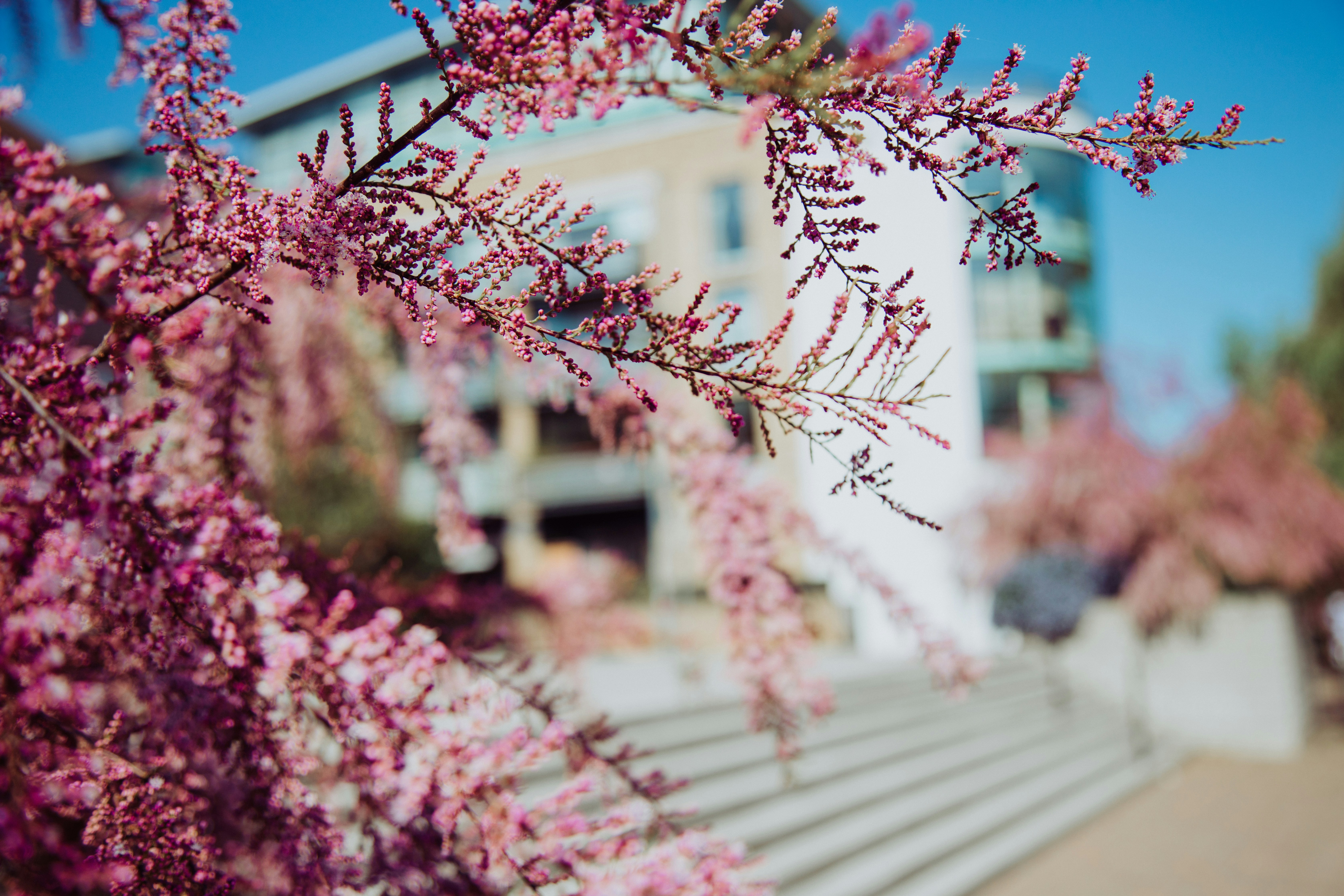 Pink Lace Framing a Sunlit Campus Staircase