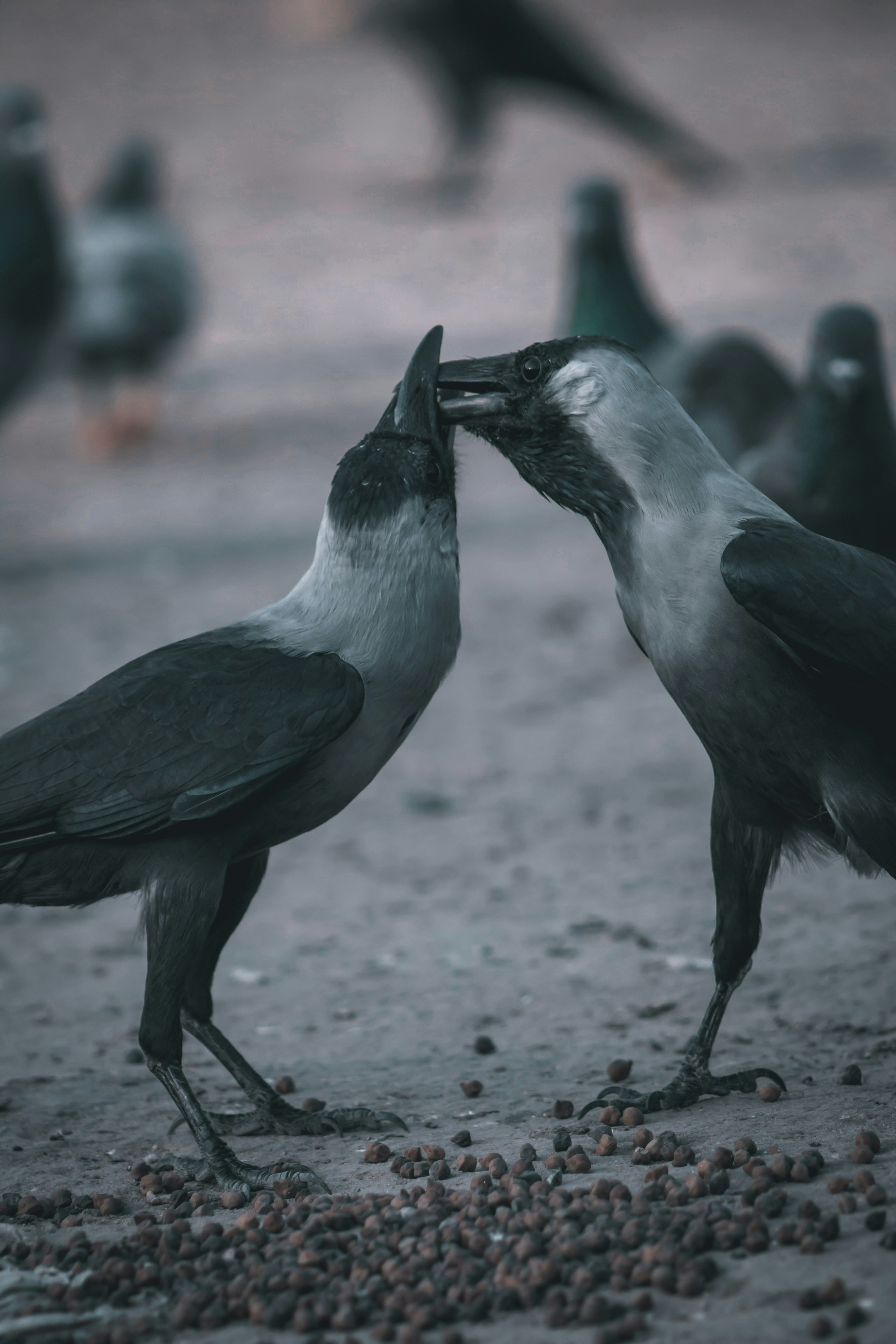 Two crows engaging in a gentle interaction on a sandy ground scattered with seeds.