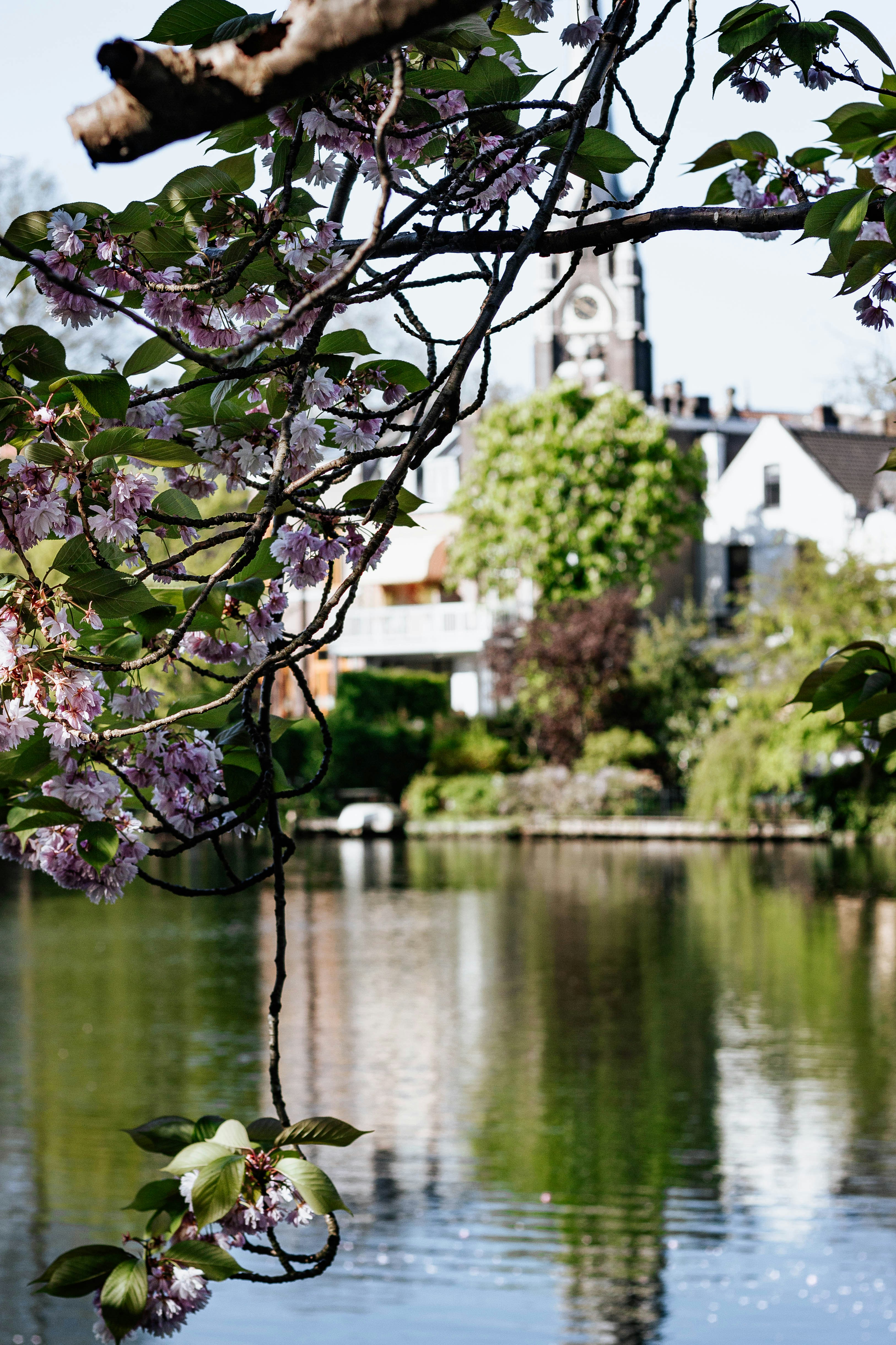 Delicate pink blossoms frame a tranquil lakeside scene, highlighting a charming building reflected in the calm water.