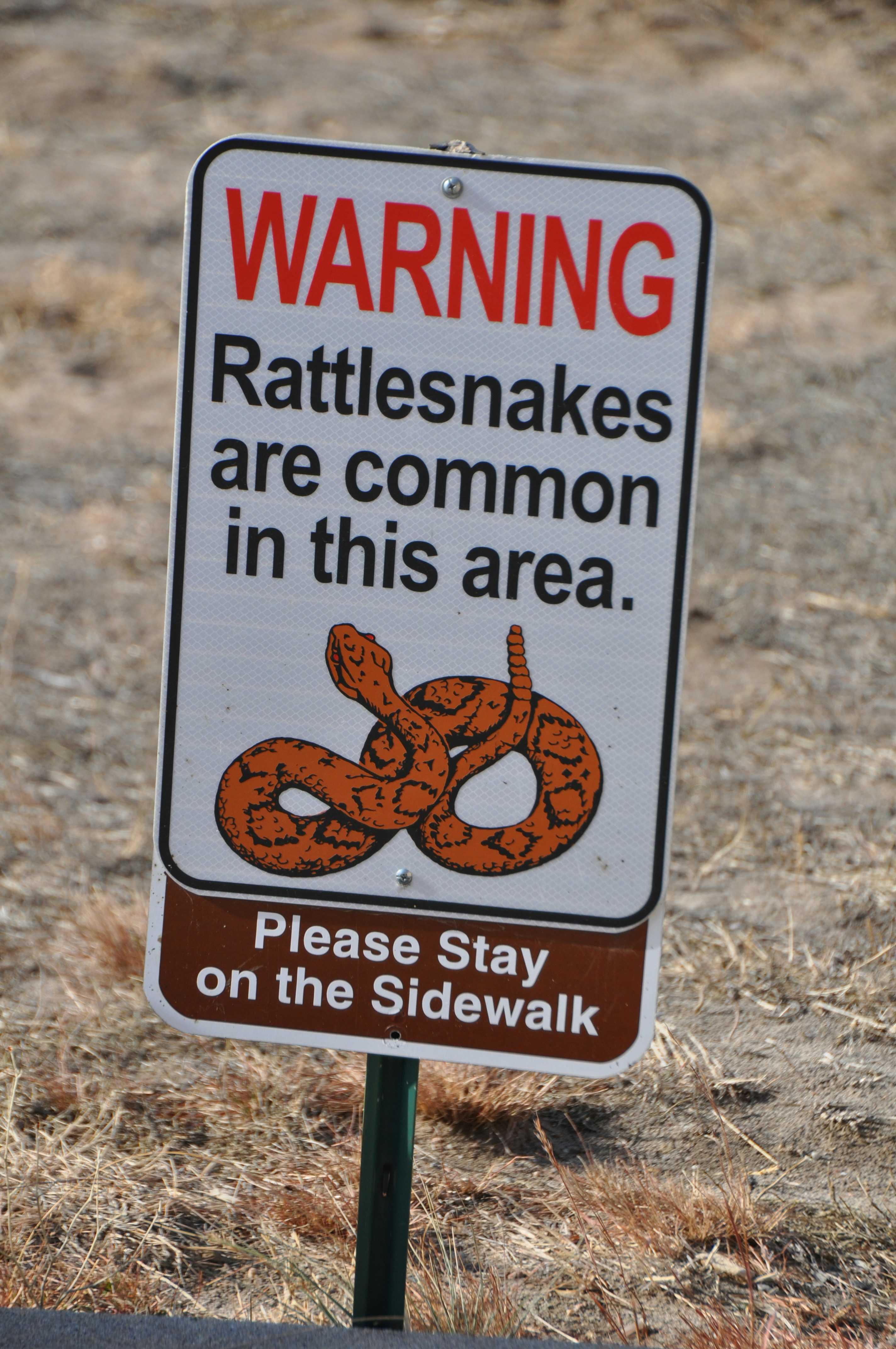 Rattlesnake, warning, sign, sidewalk, danger, 