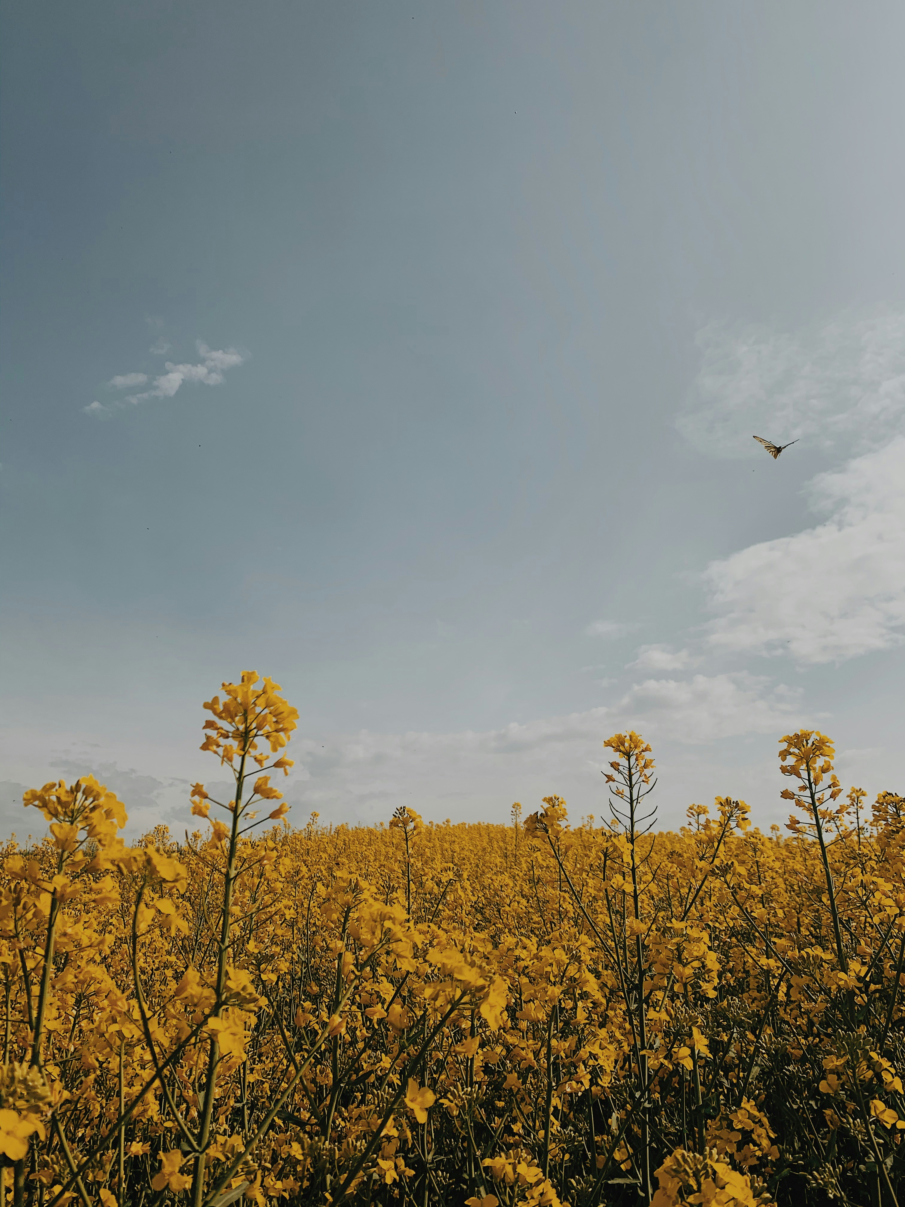 Yellow Field Pictures | Download Free Images on Unsplash