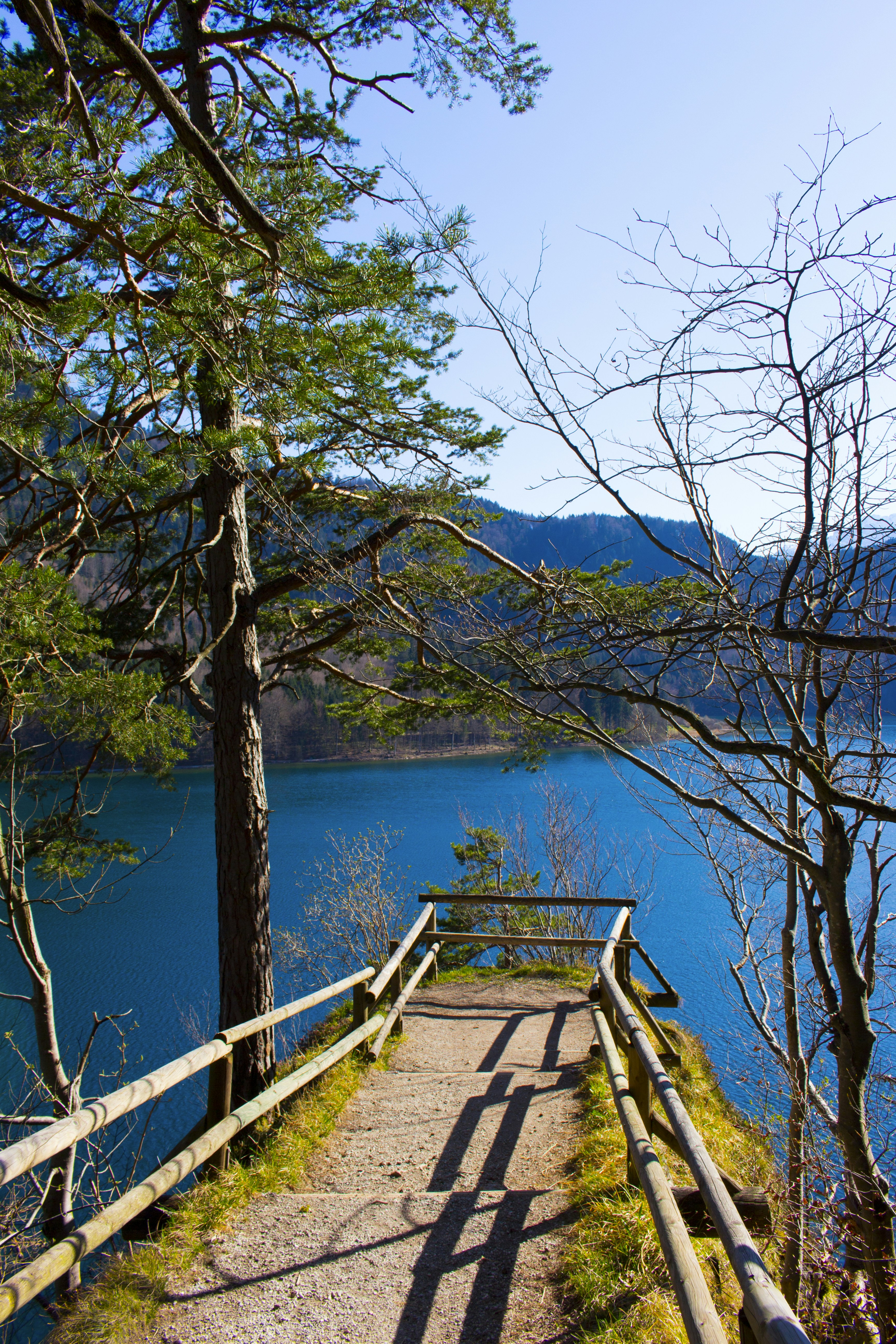 Sunlit Path to the Lake: A Wooden Trail Framed by Winter Trees