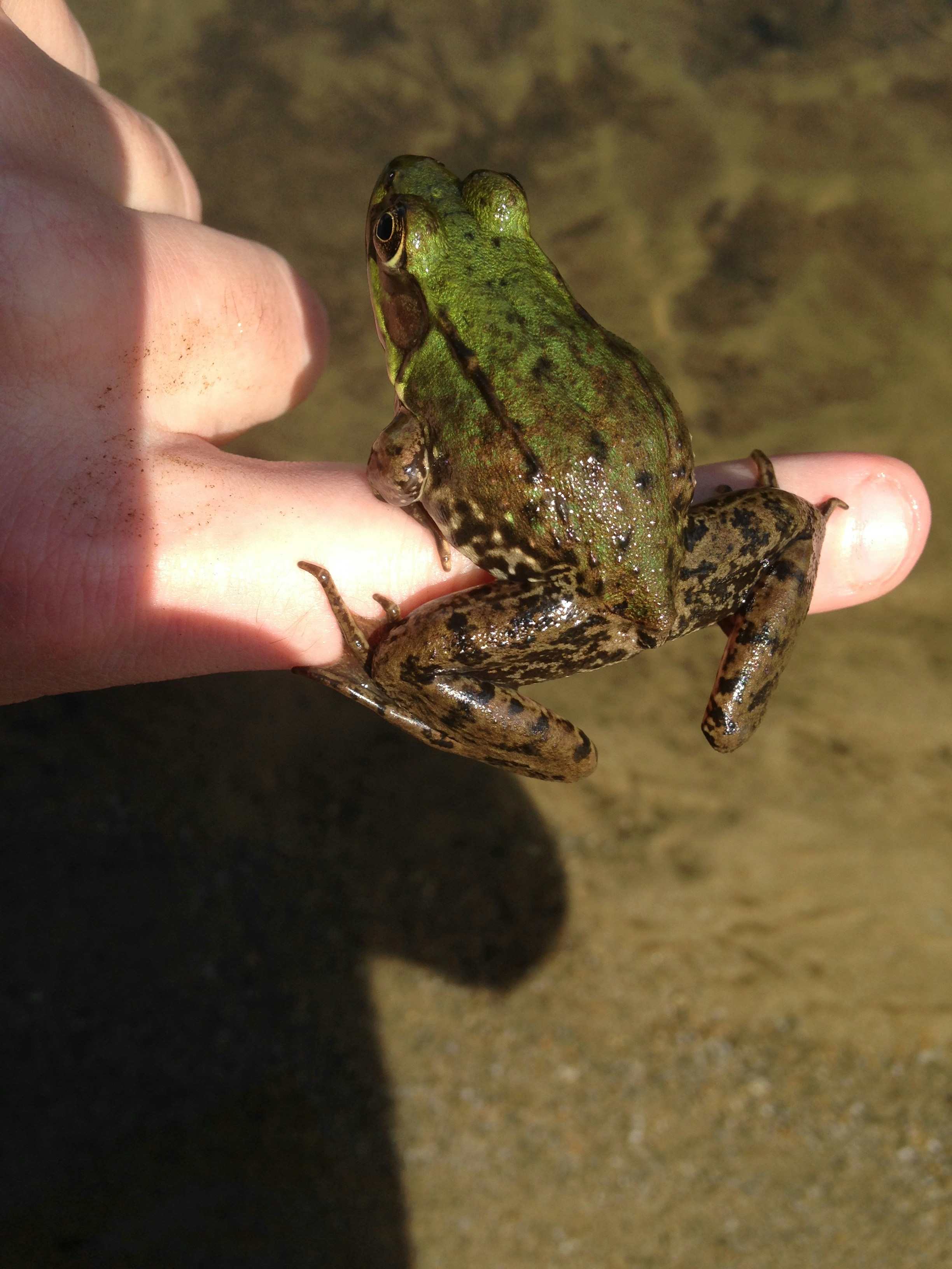 FROGS | 6 best free frog, amphibian, ribbit and pond photos on Unsplash