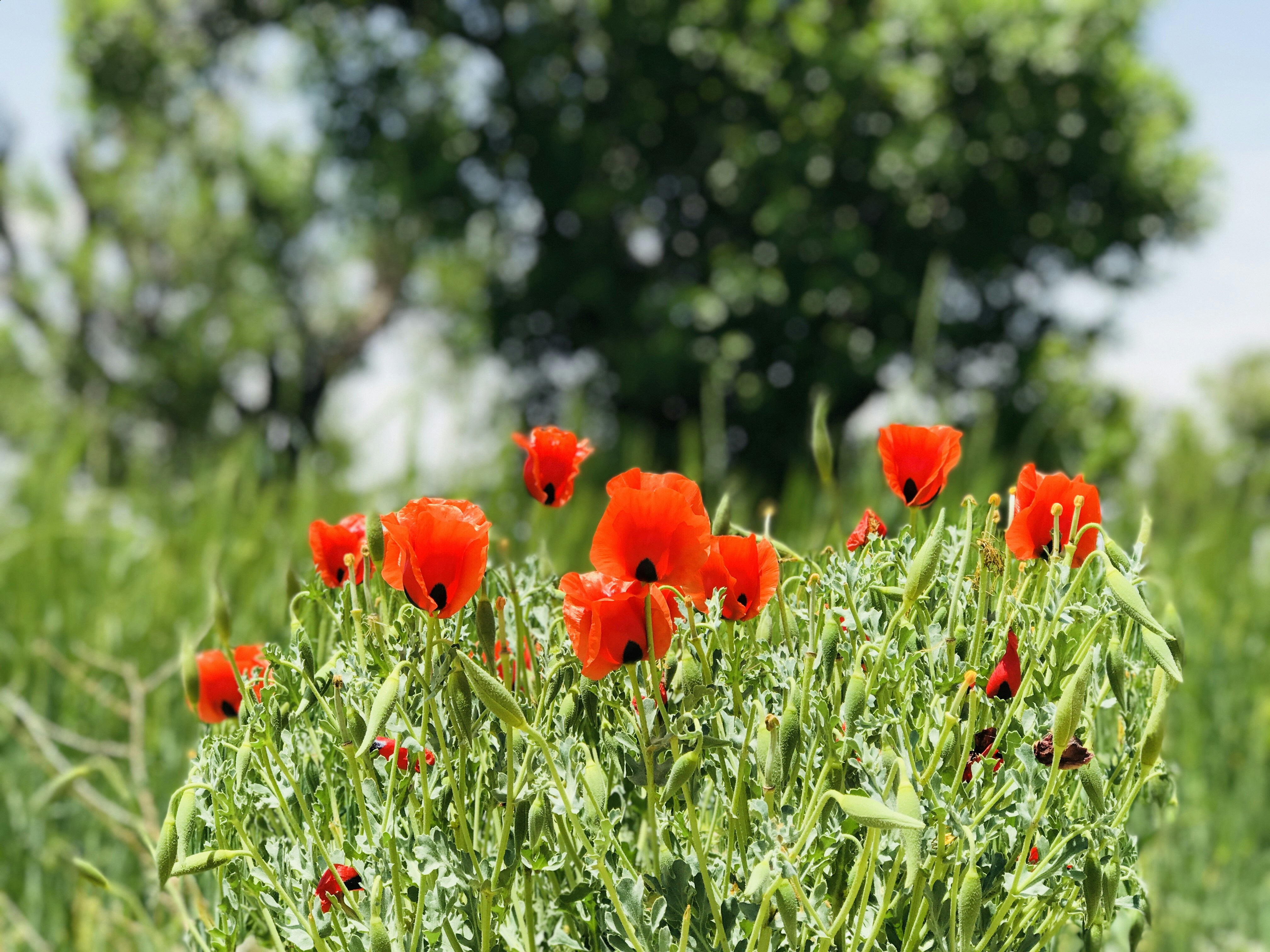 Crimson Poppies Crown a Sunlit Meadow Under a Quiet Green Canopy