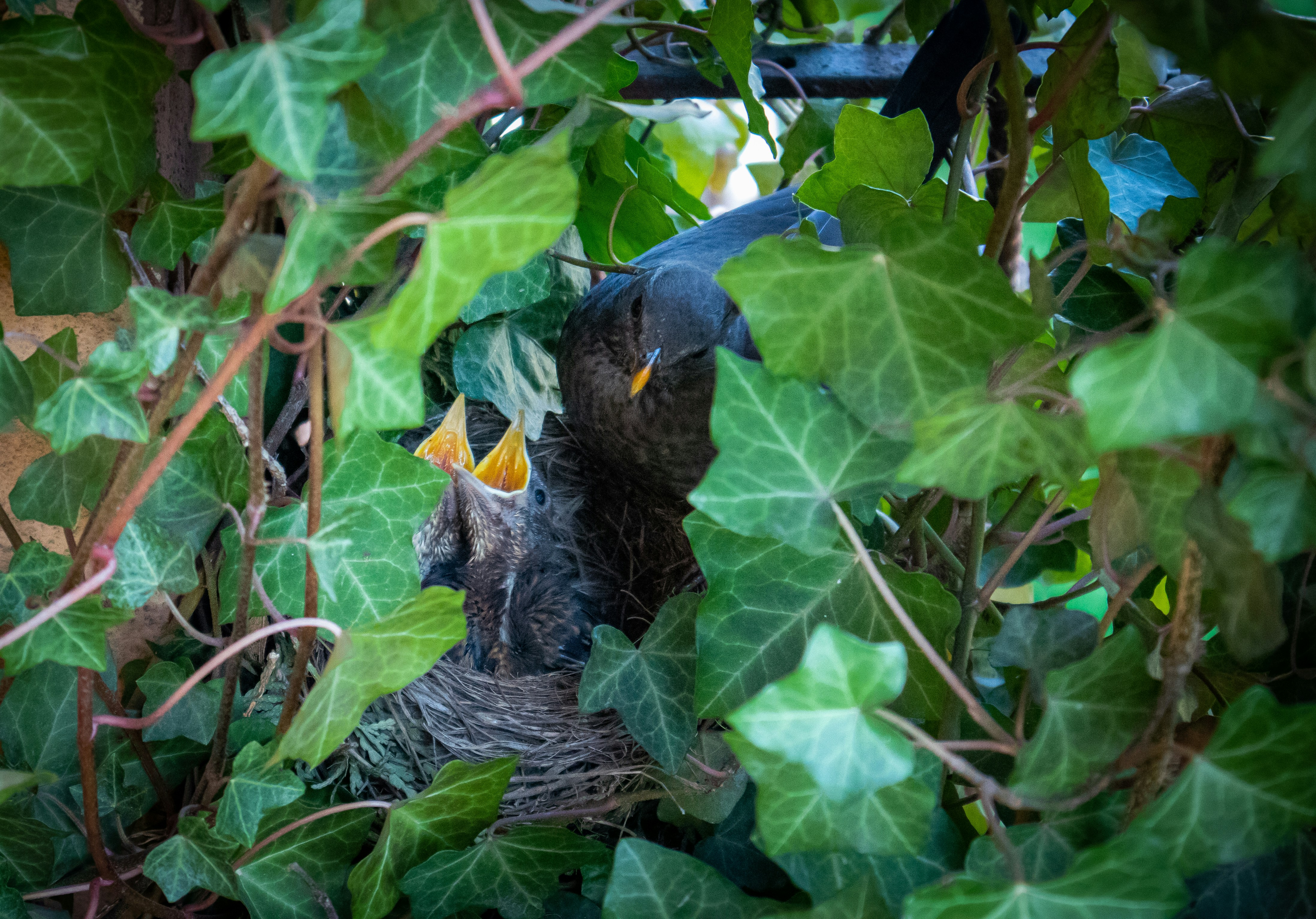 Ivied Hideaway: A fledgling with a bright orange beak in a green tangle