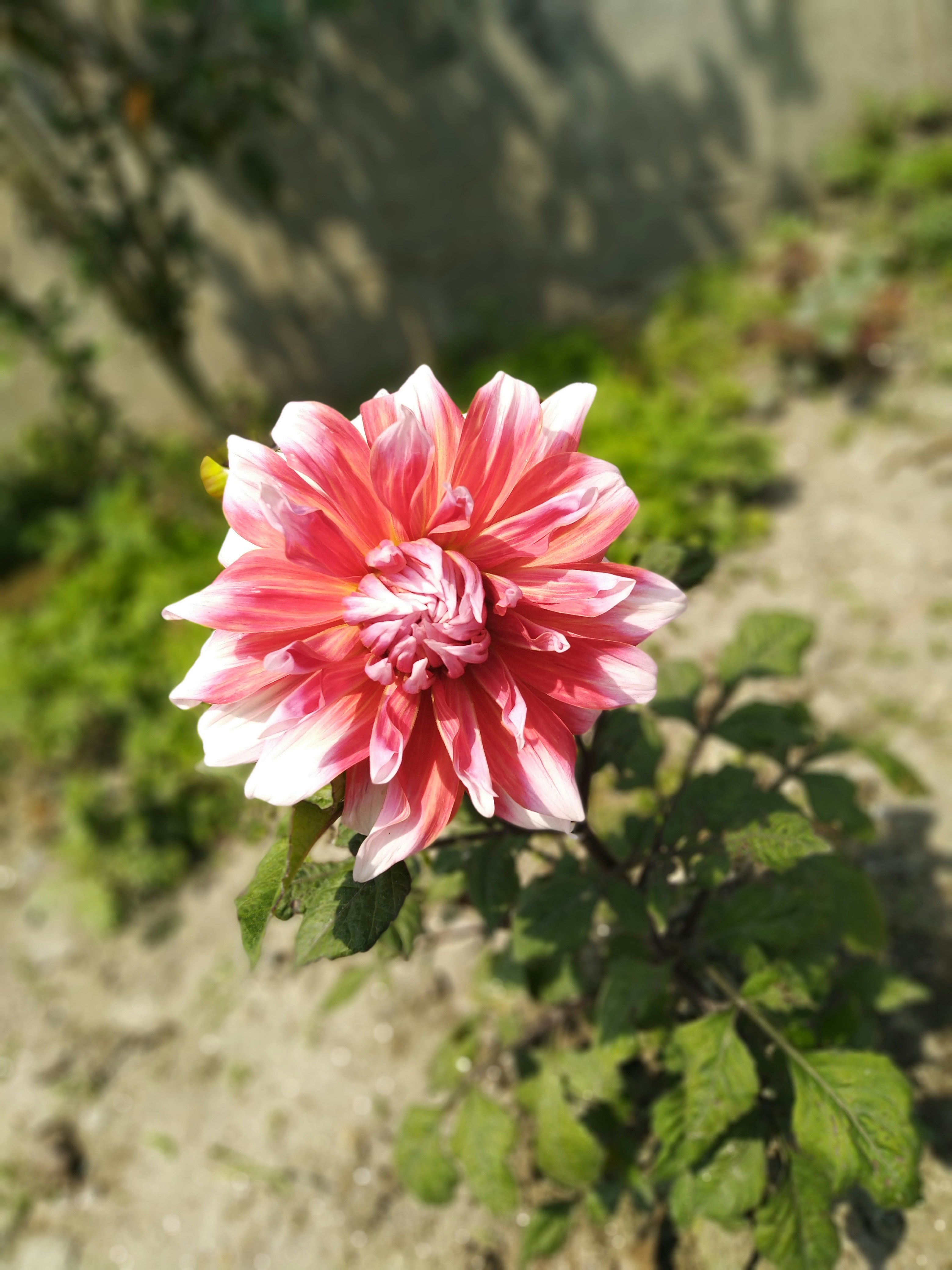 Vibrant pink dahlia flower with delicate white tips stands tall amidst lush green foliage. The sunlight highlights its intricate petals.