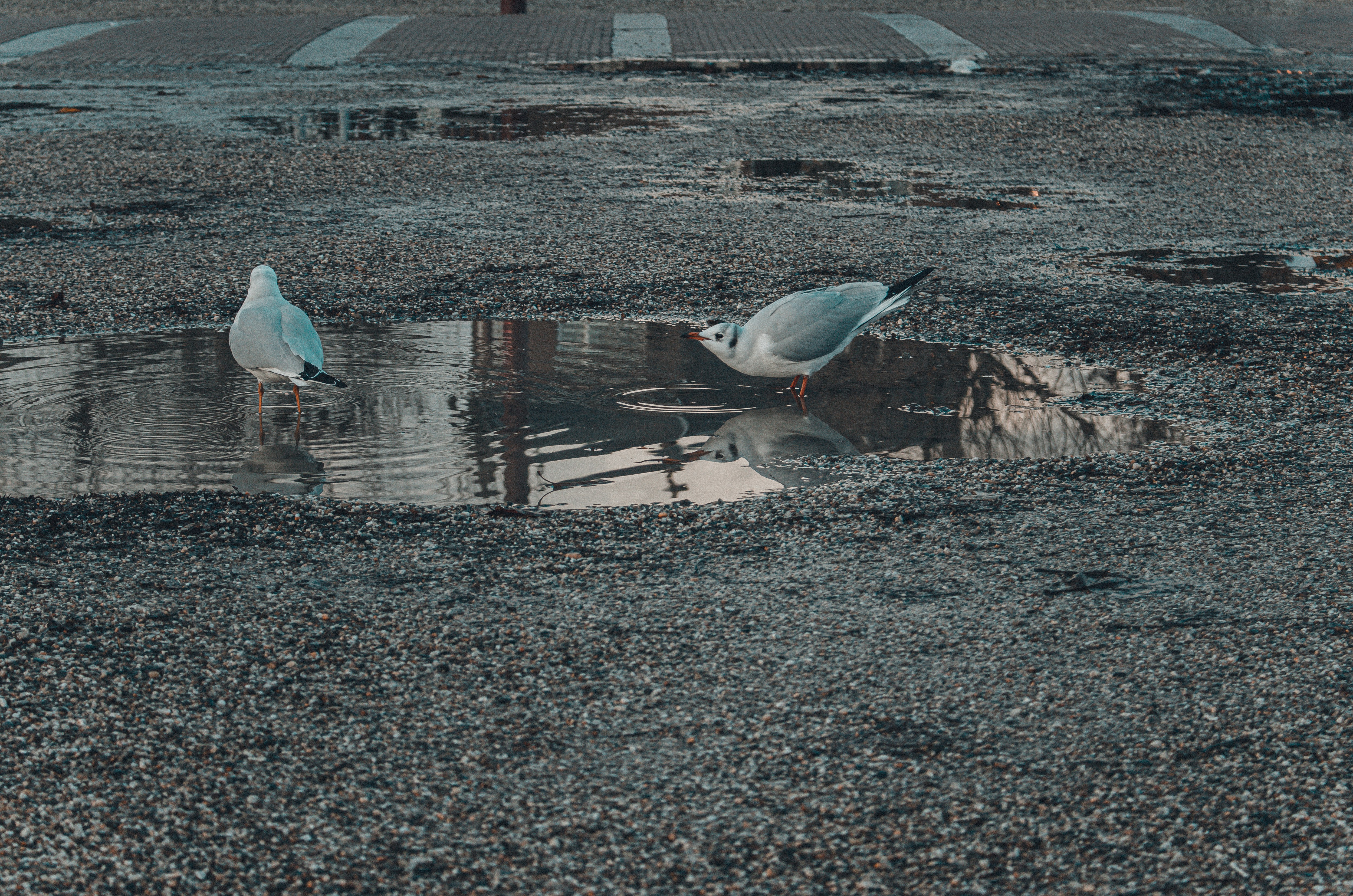 Urban Puddle, Seagull Duet: Reflections on a Rain-Washed Street