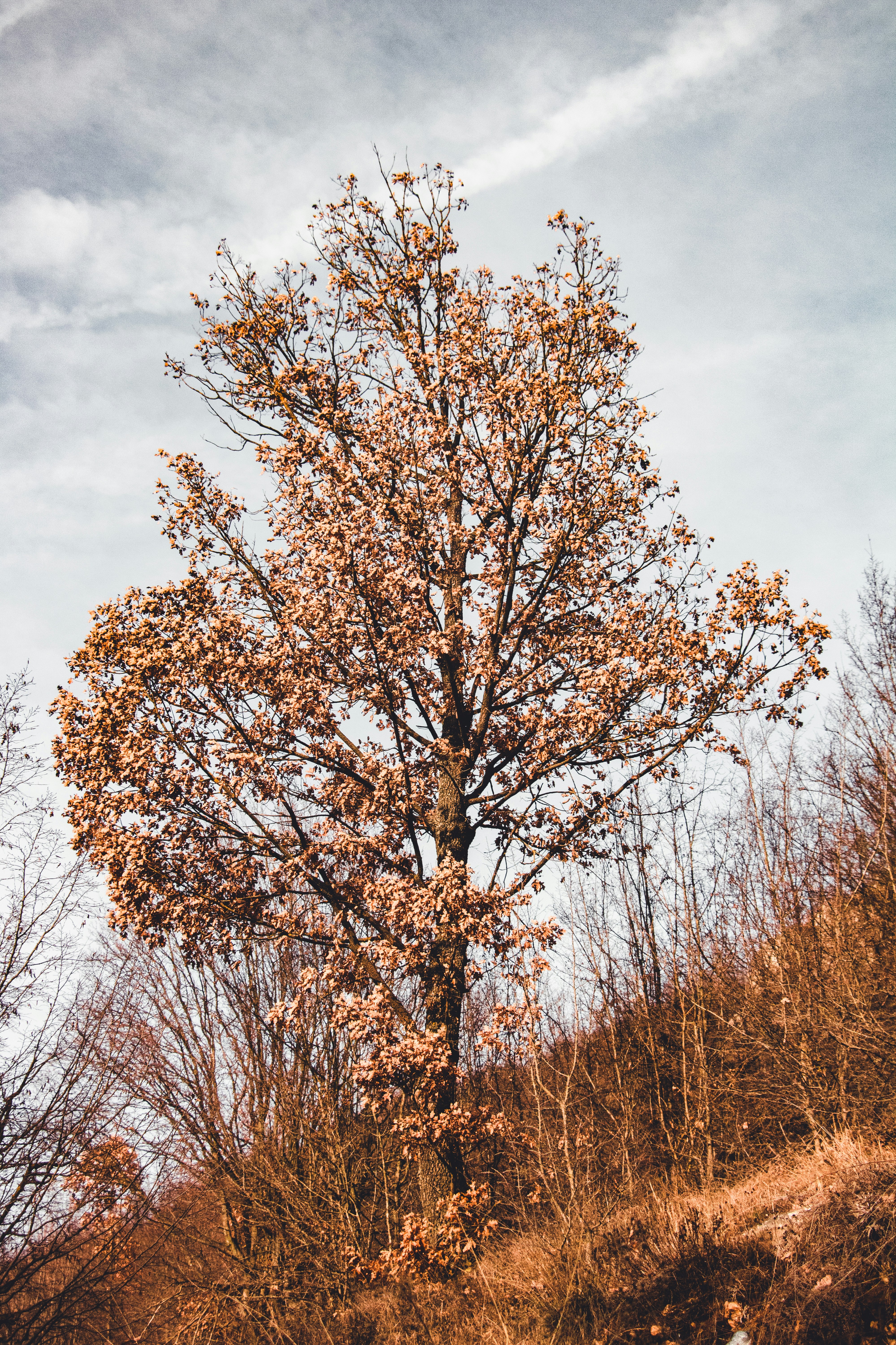 Sunlit tree adorned with golden leaves on a gentle hillside under a soft blue sky.