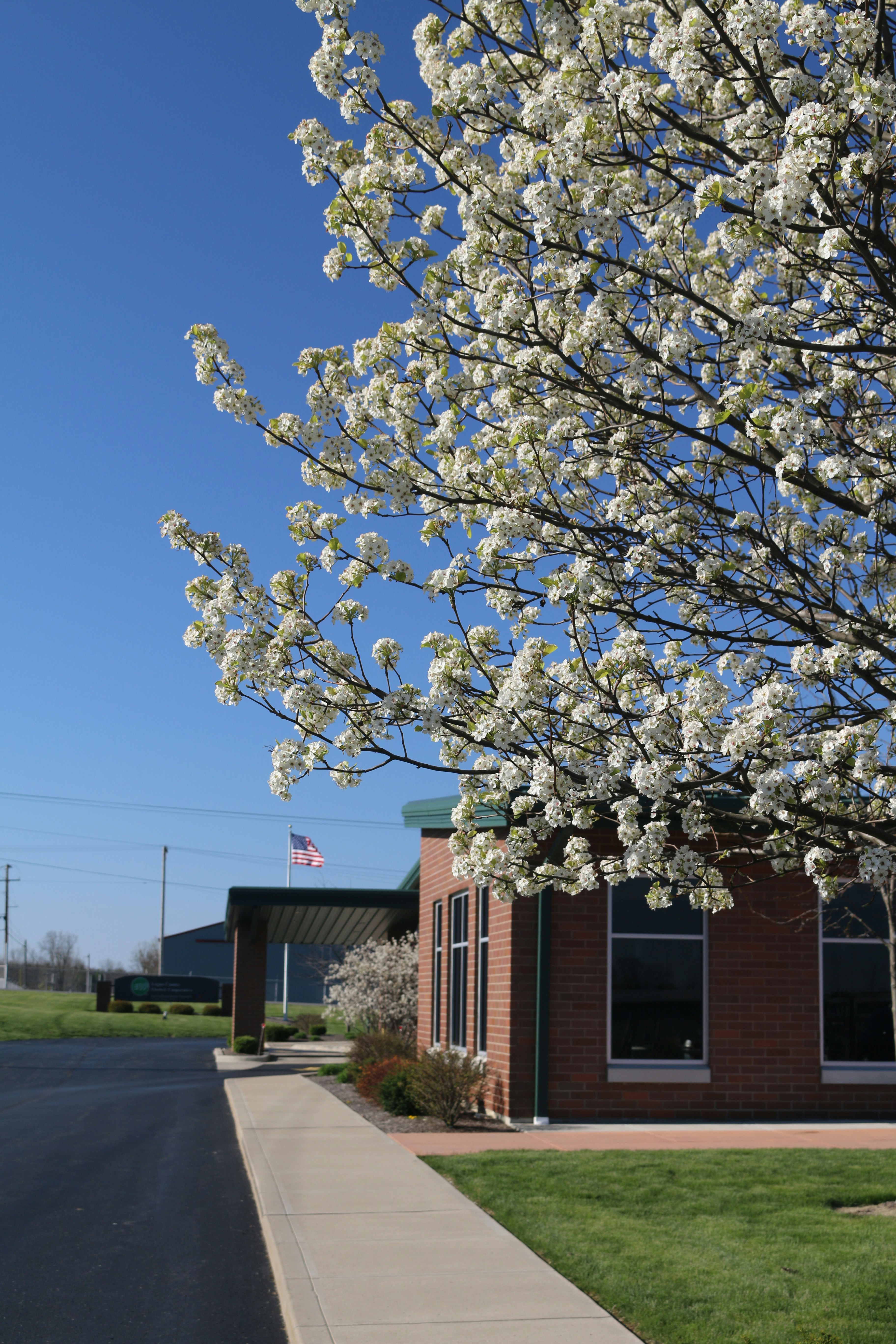 White cherry blossom tree near brown building during daytime photo ...