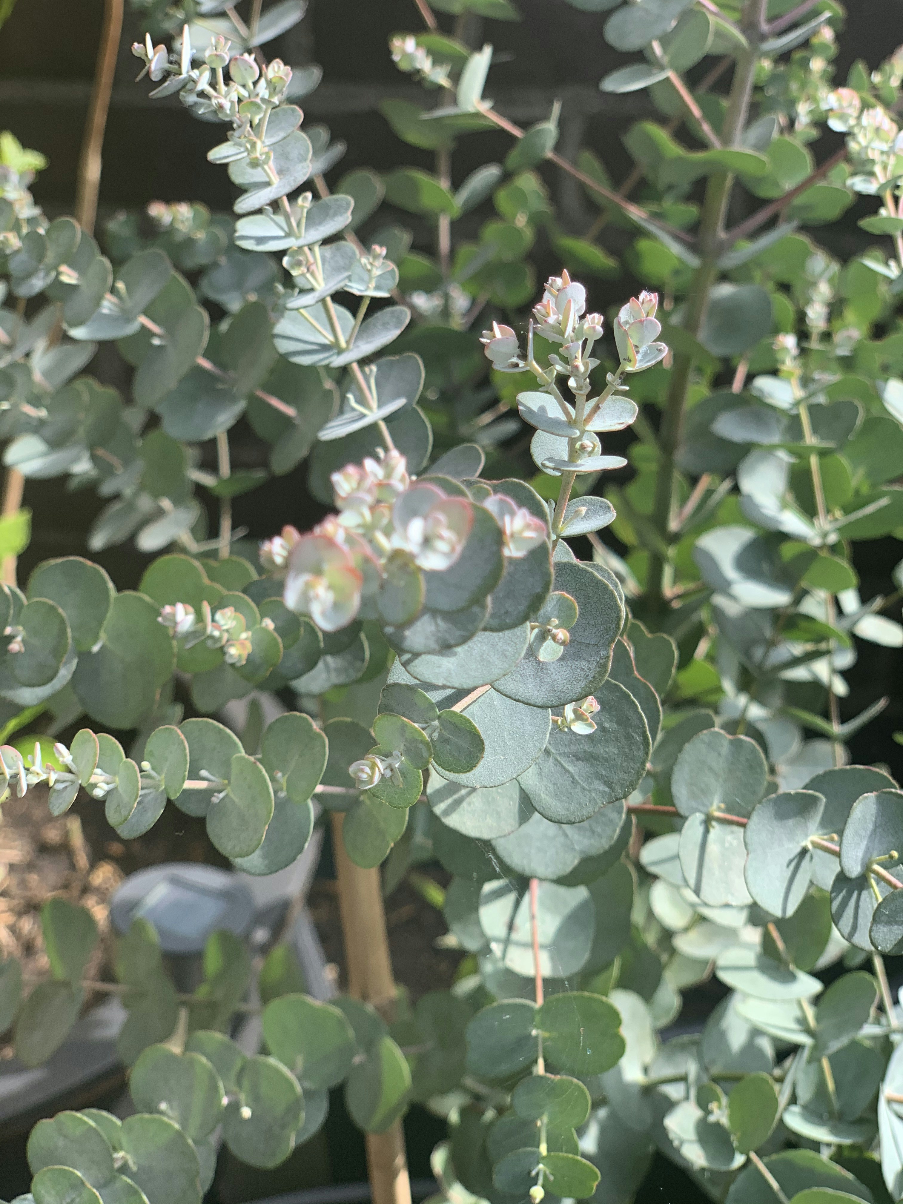Sunlit Symphony of Eucalyptus Leaves