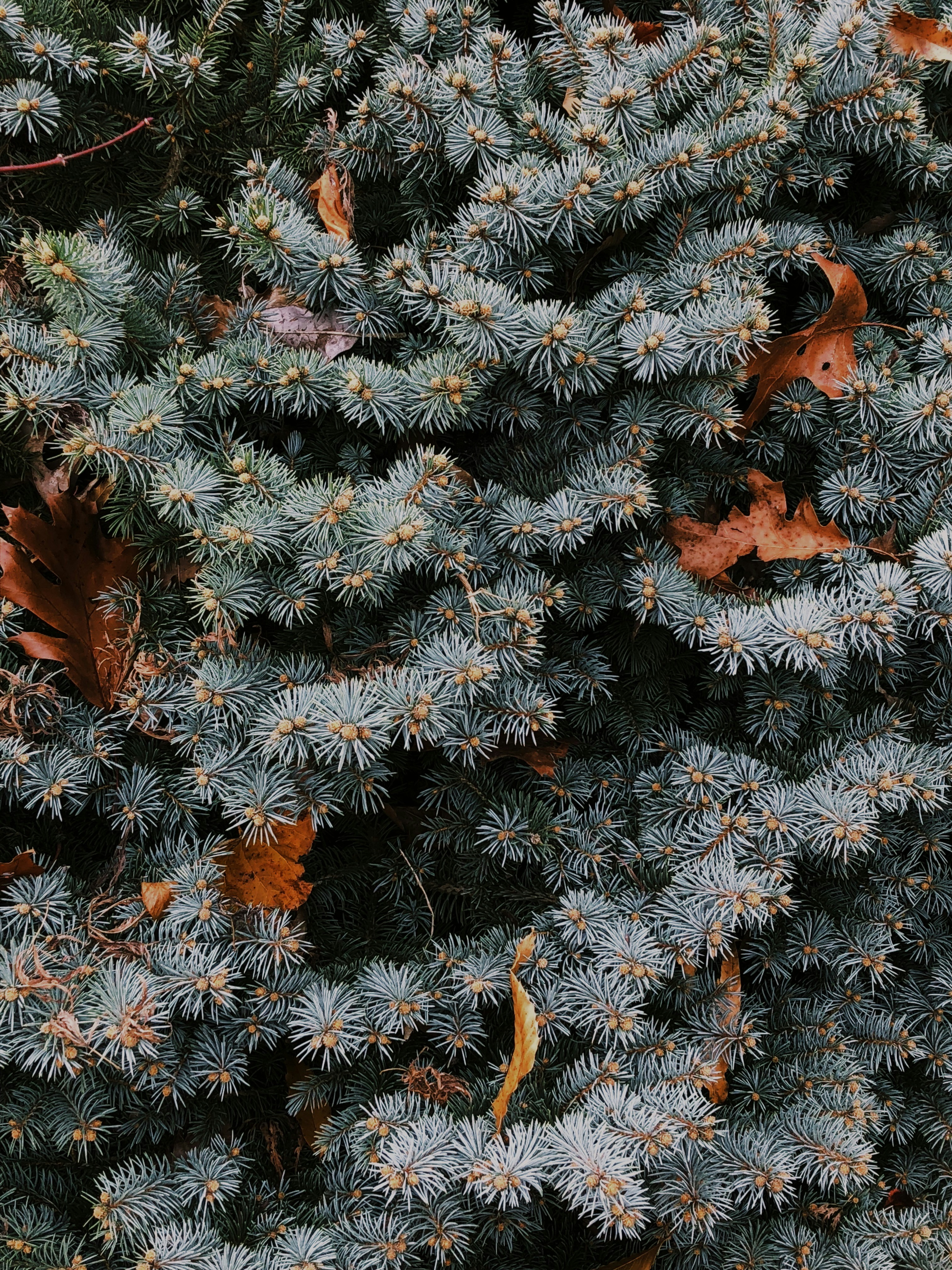 Frost-Blue Spruce Needles Amid Autumn Leaves