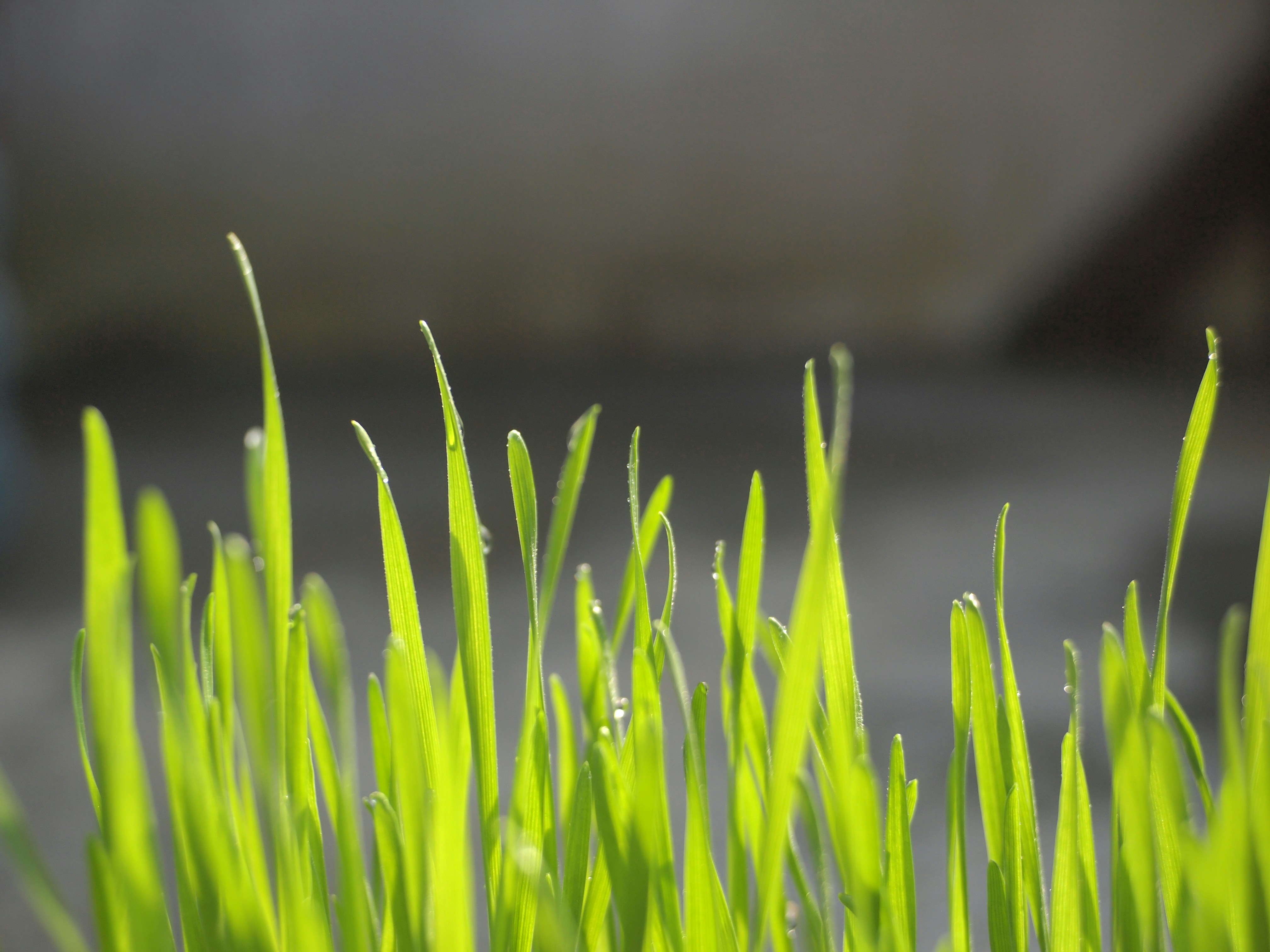 Vibrant blades of grass reaching for sunlight against a softly blurred background. The image highlights the simplicity and beauty of nature's growth.