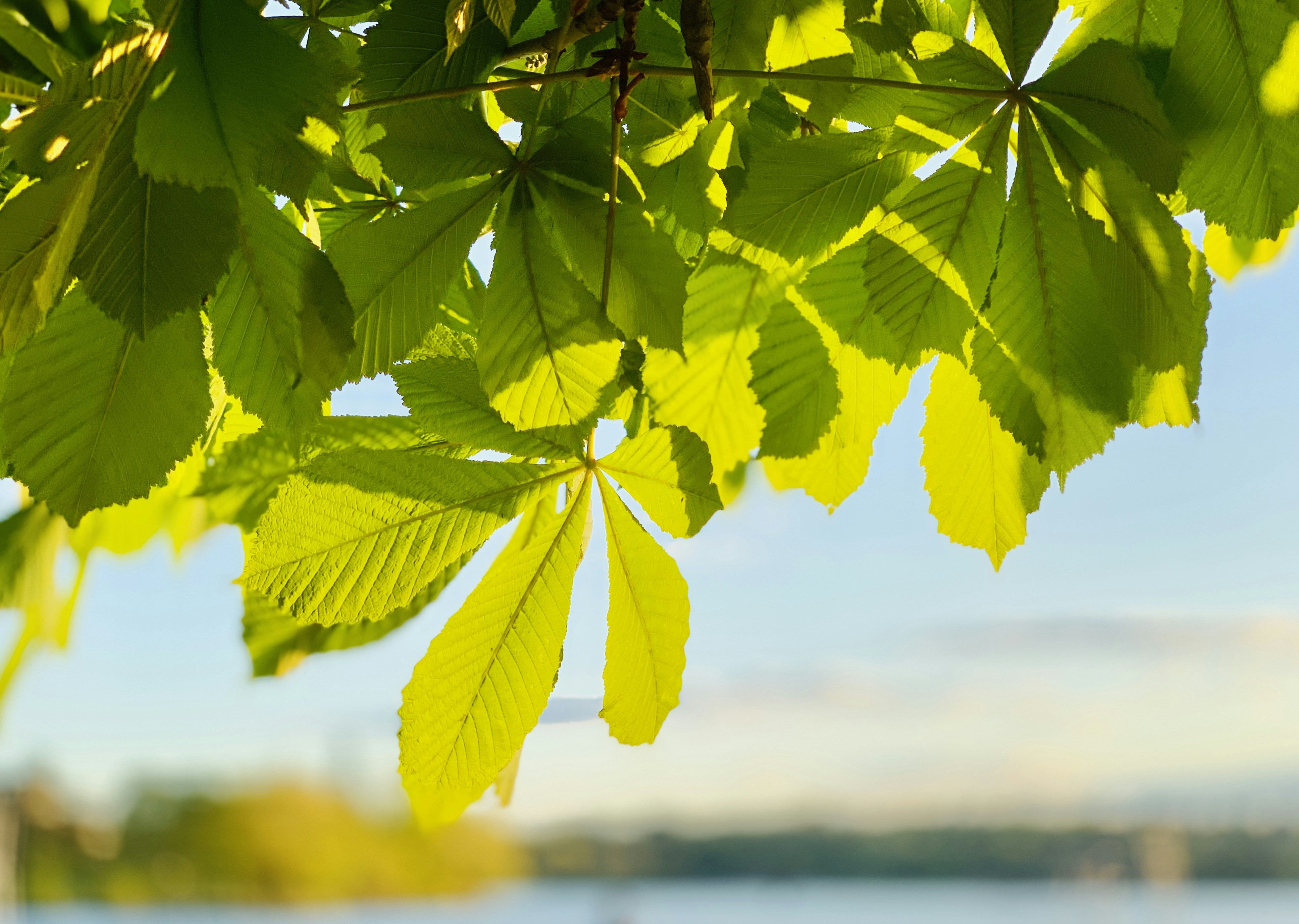 Sunlit leaves creating a vibrant green canopy against a serene waterfront backdrop.