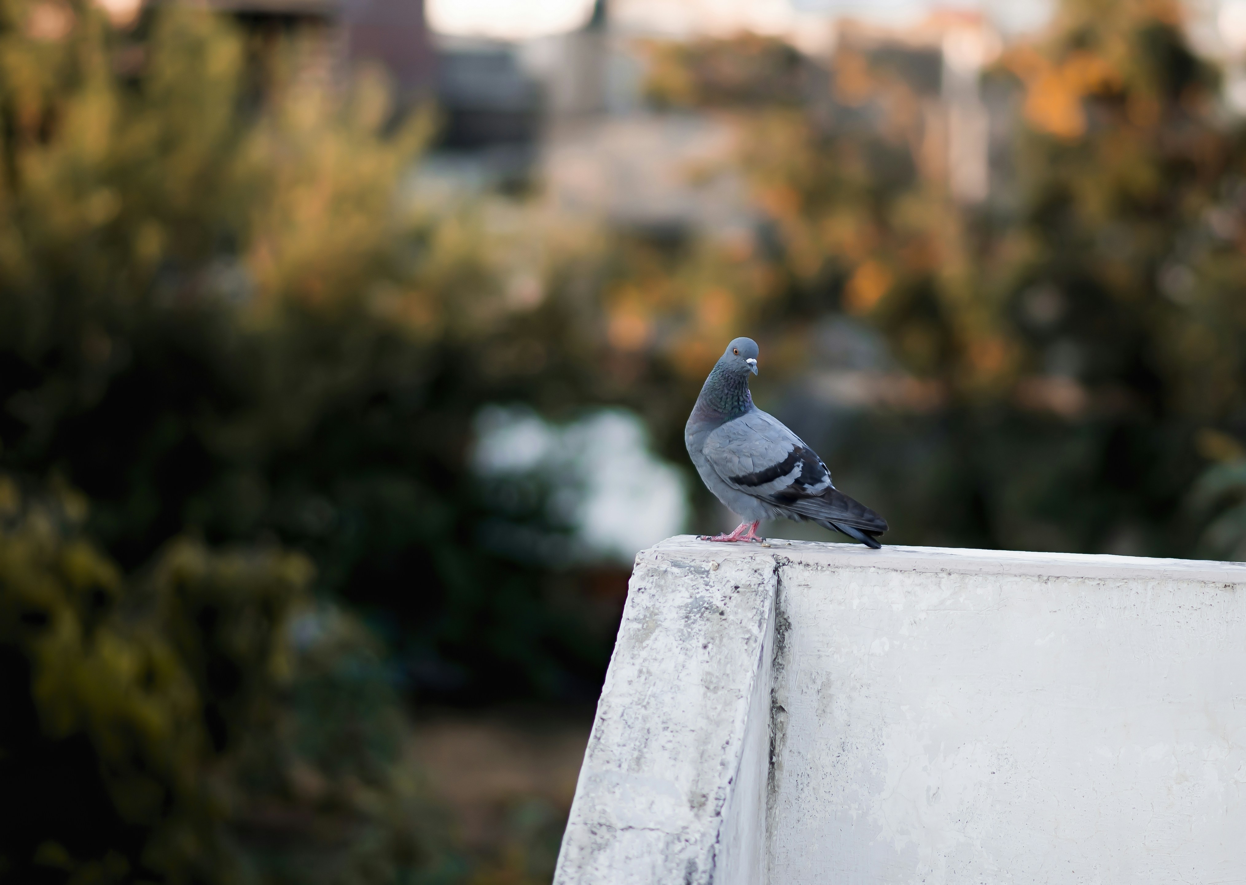 Foto Una paloma sentada encima de una pared de cemento – Imagen gratis ...