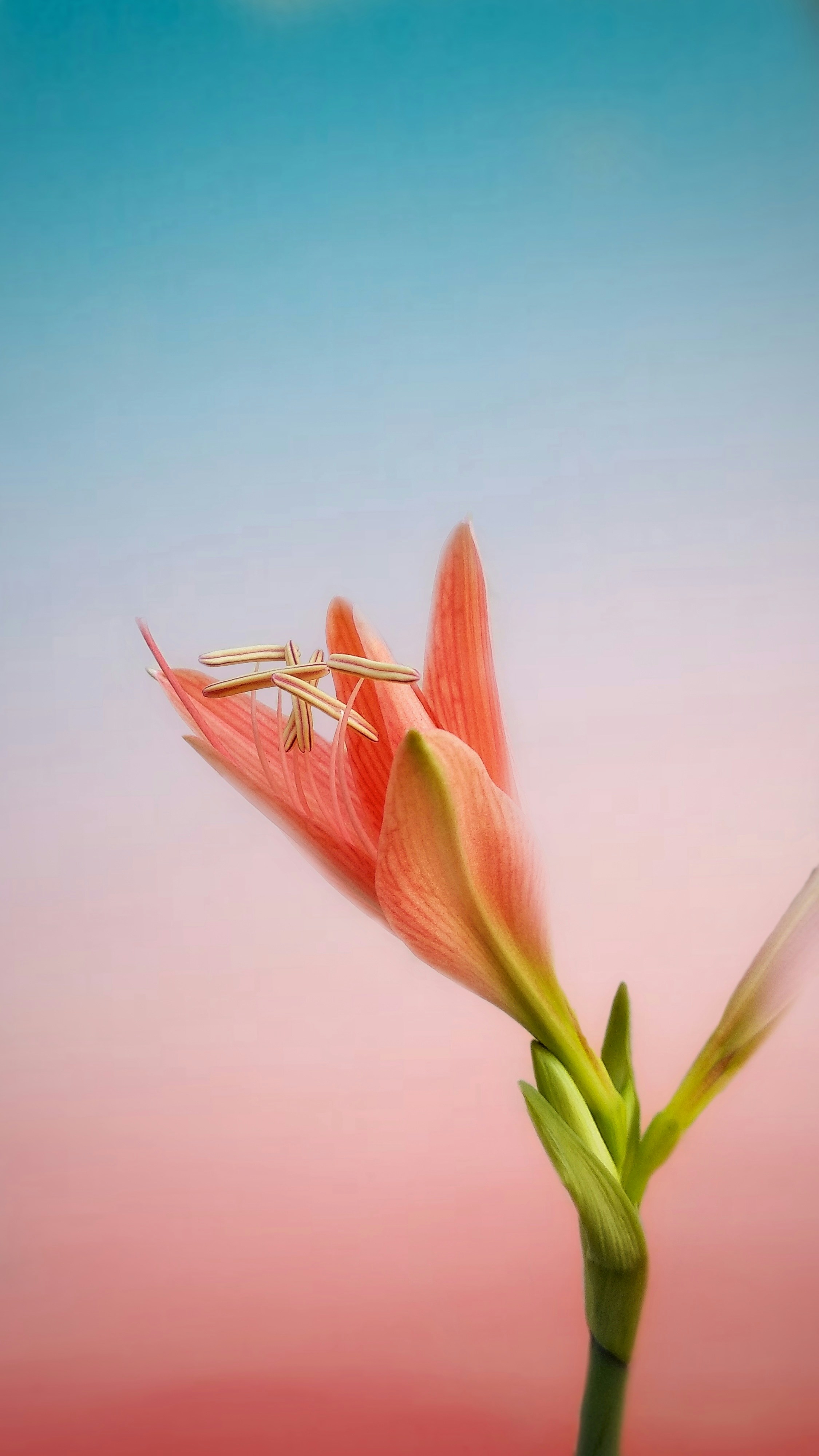 Delicate pink flower with slender stamens against a gradient blue and pink background.