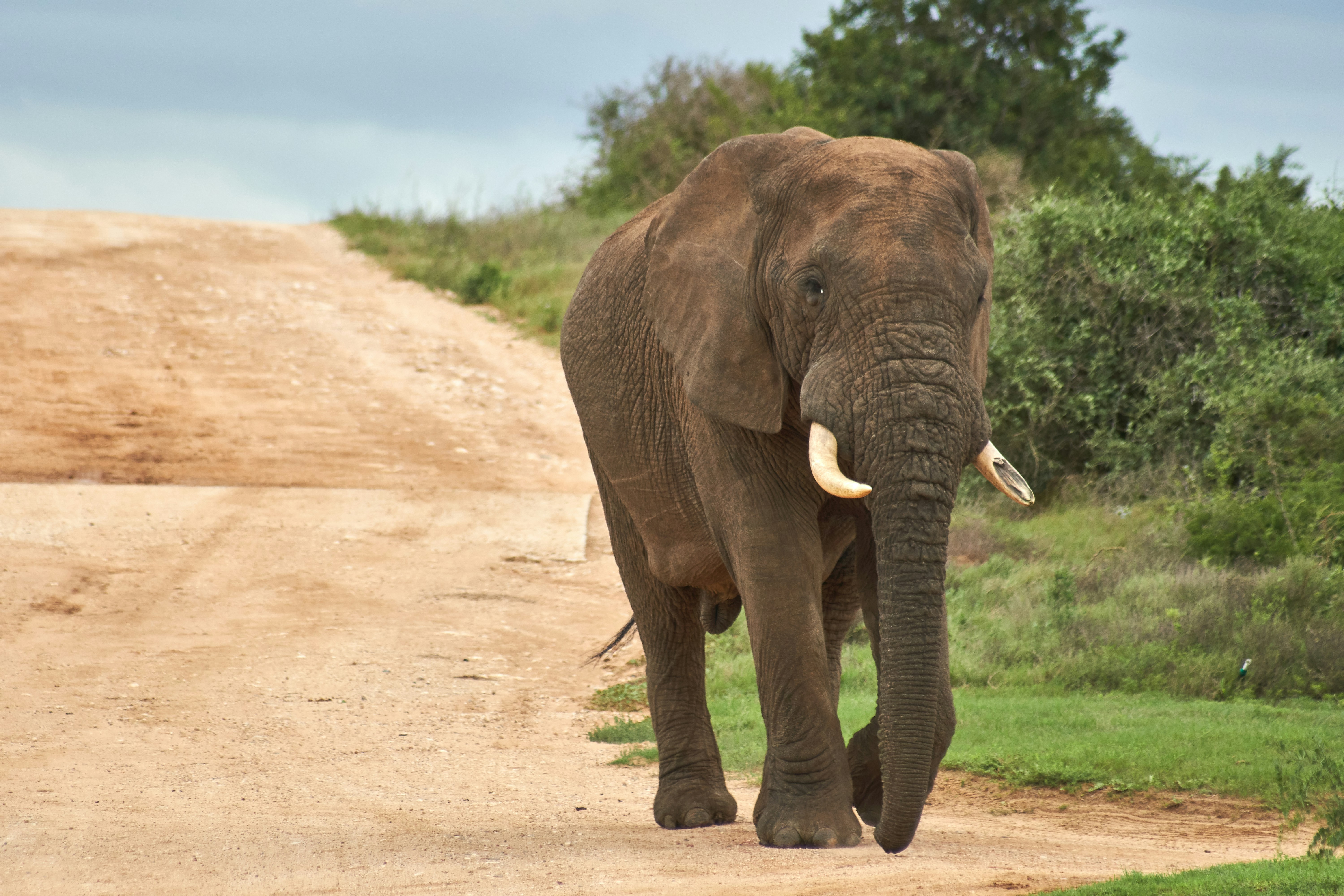 Un grand éléphant marchant sur un chemin de terre photo – Photo Animal ...