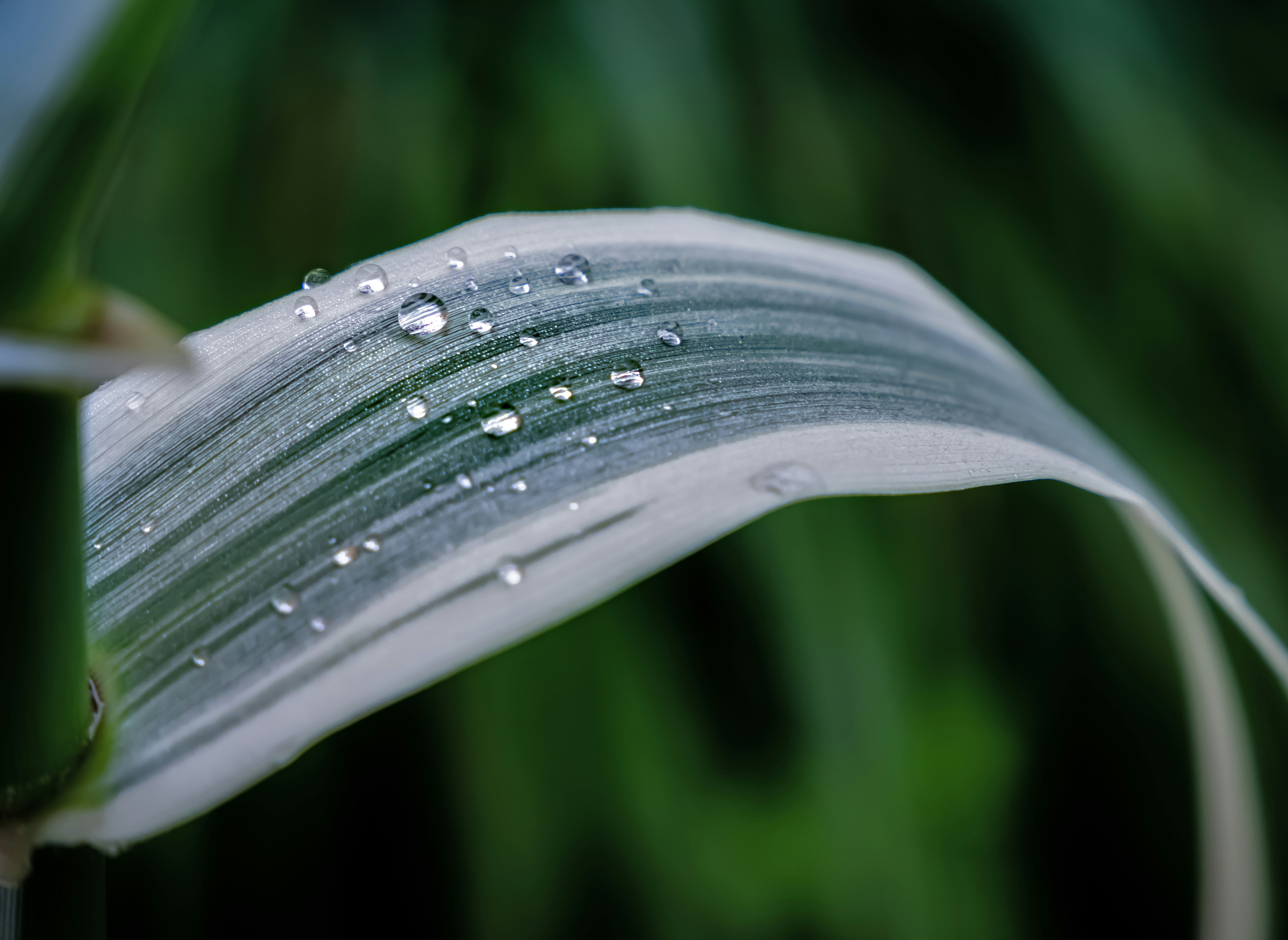 Dew Beads on a Verdant Ribbon